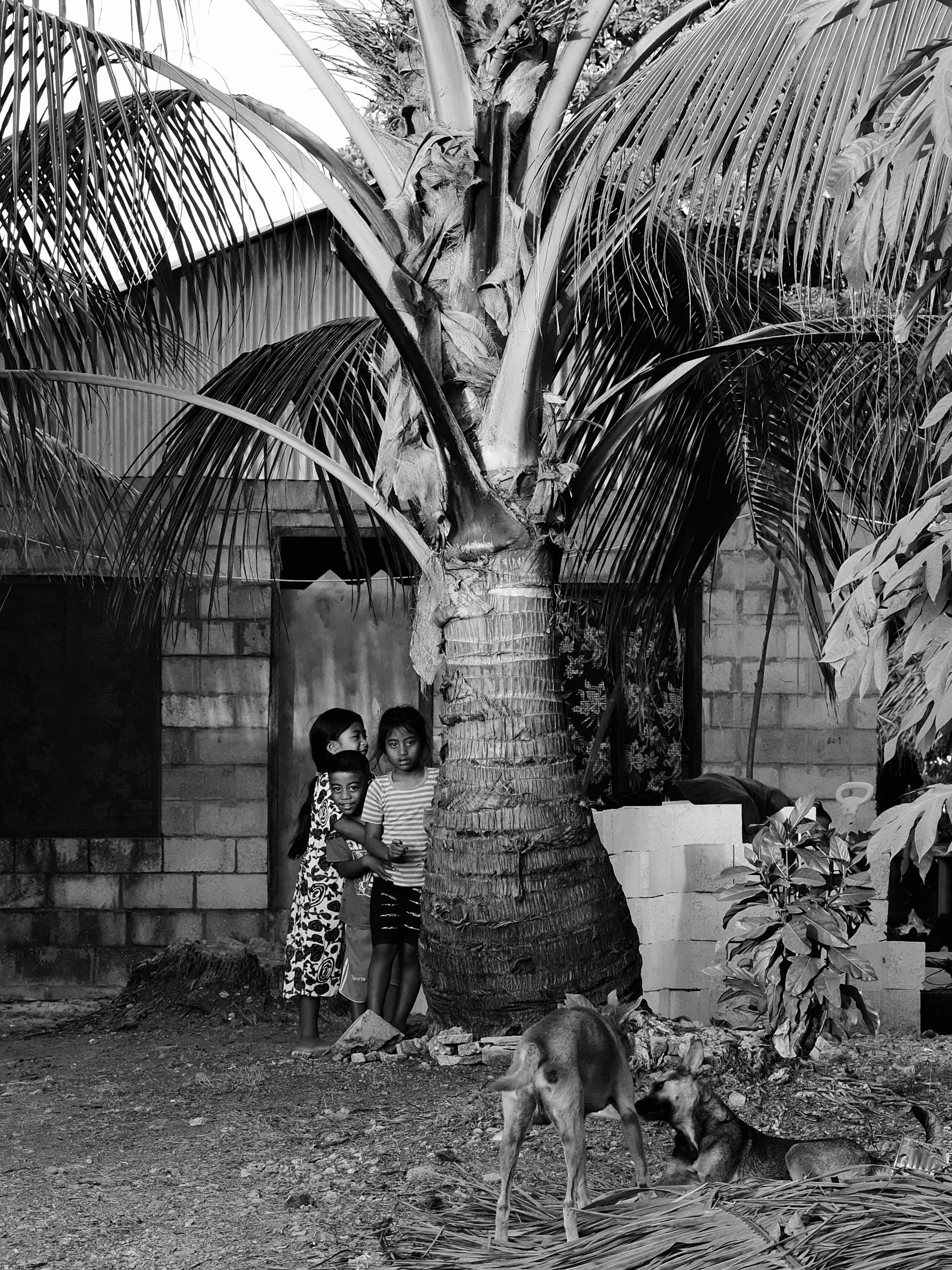 Children Under Coconut Tree in Monochrome · Free Stock Photo