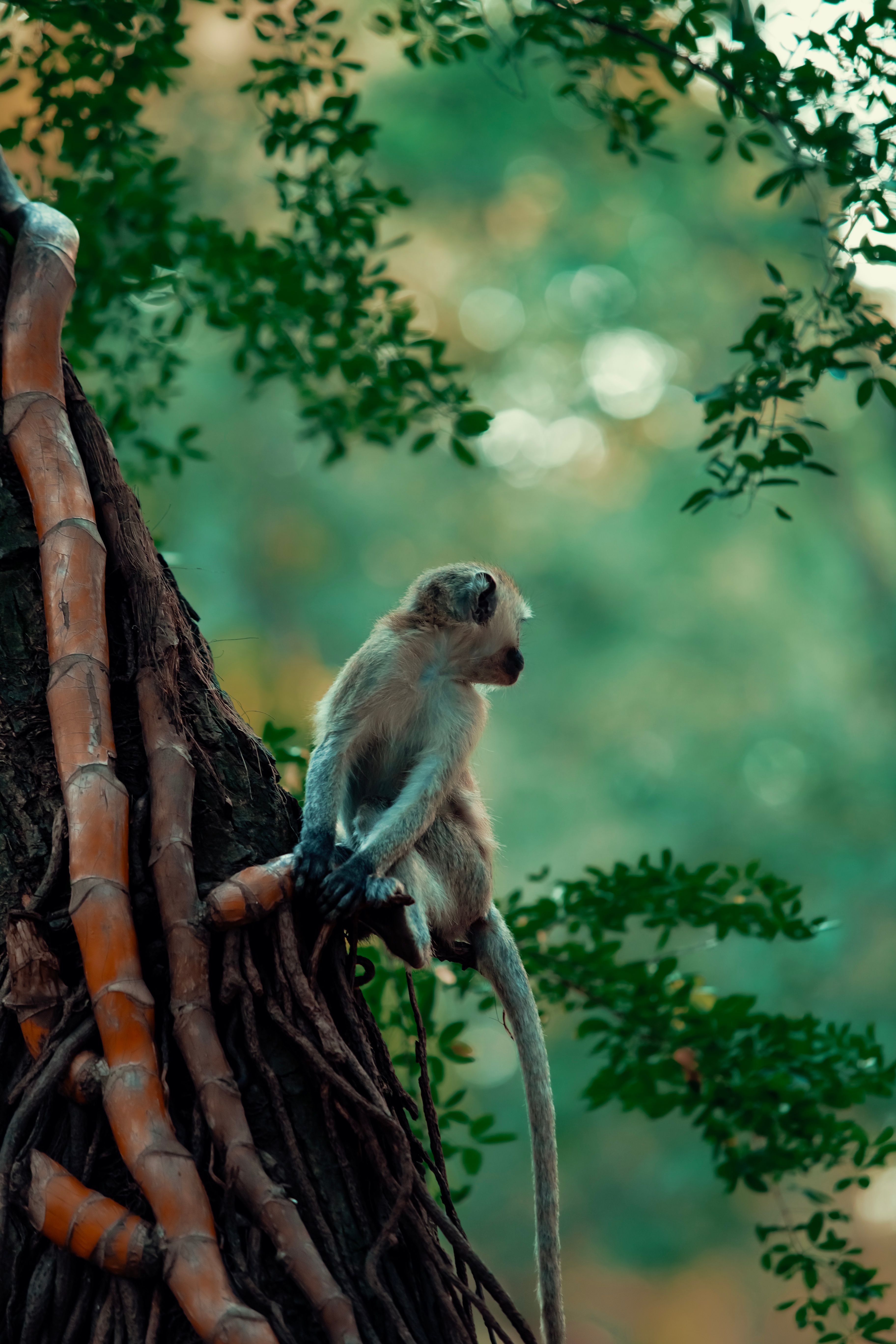 Vervet Monkey in Bujumbura's Natural Habitat · Free Stock Photo