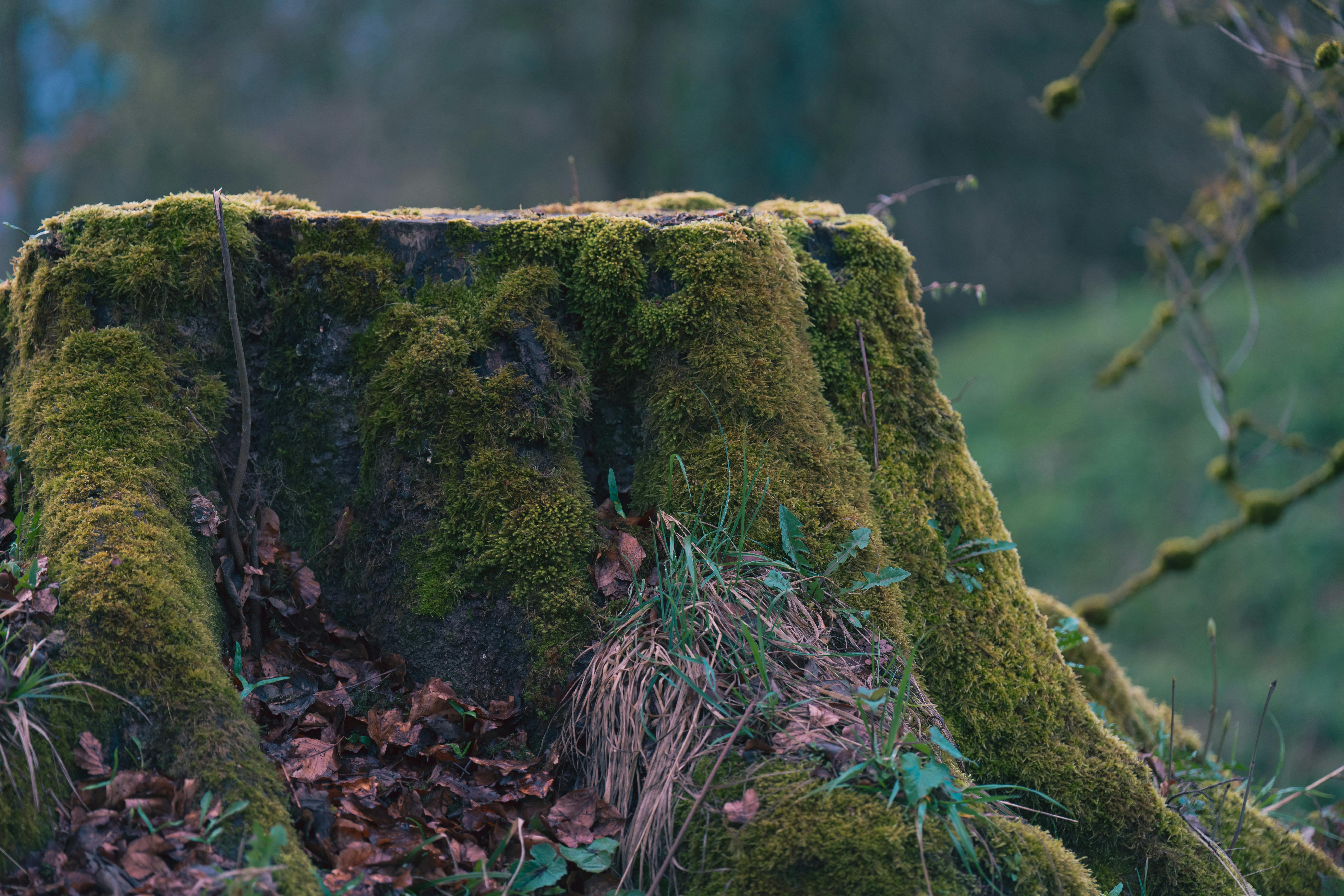 Moss-covered tree stump in lush forest · Free Stock Photo
