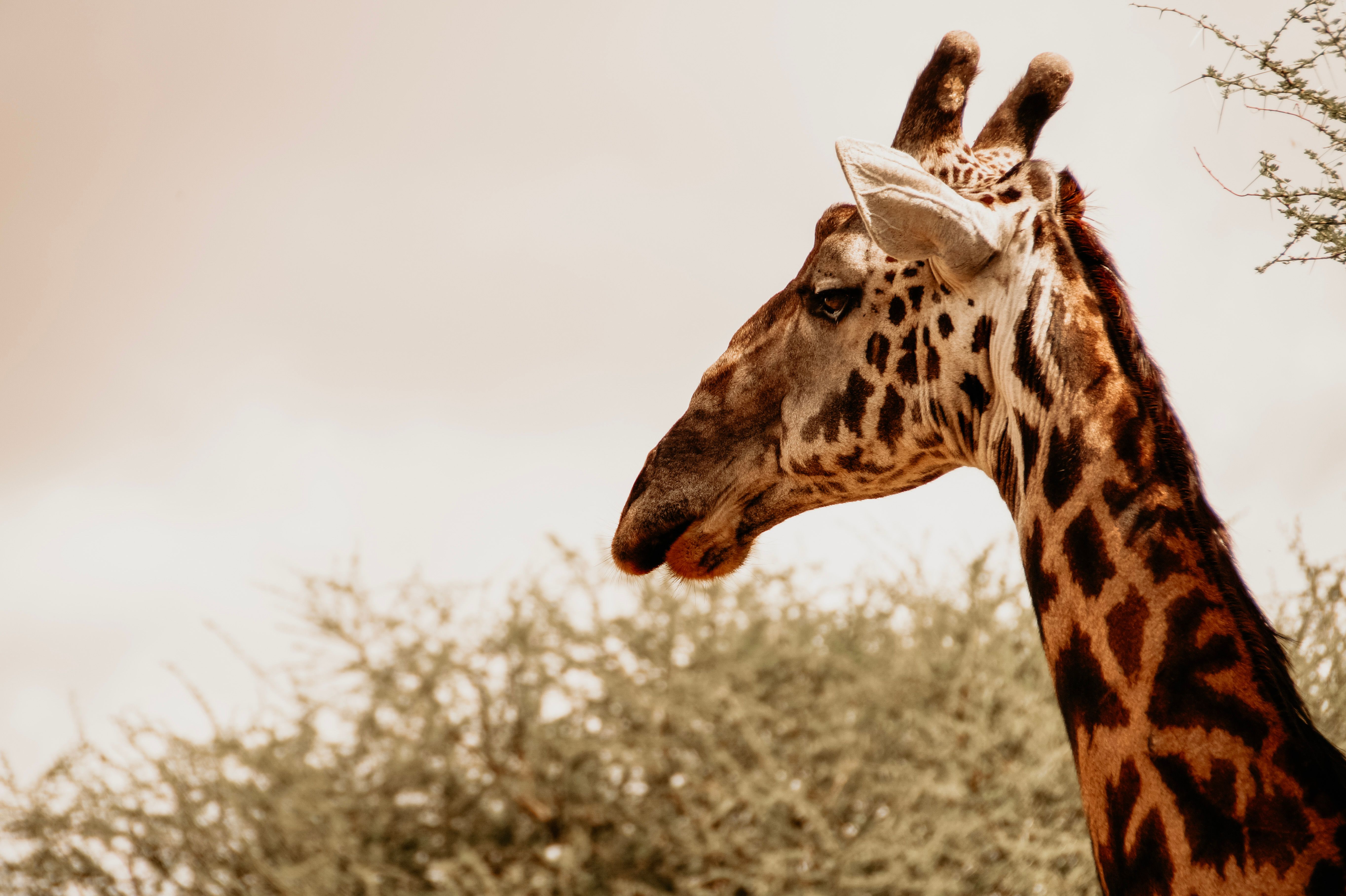 Majestic Giraffe in African Savanna · Free Stock Photo