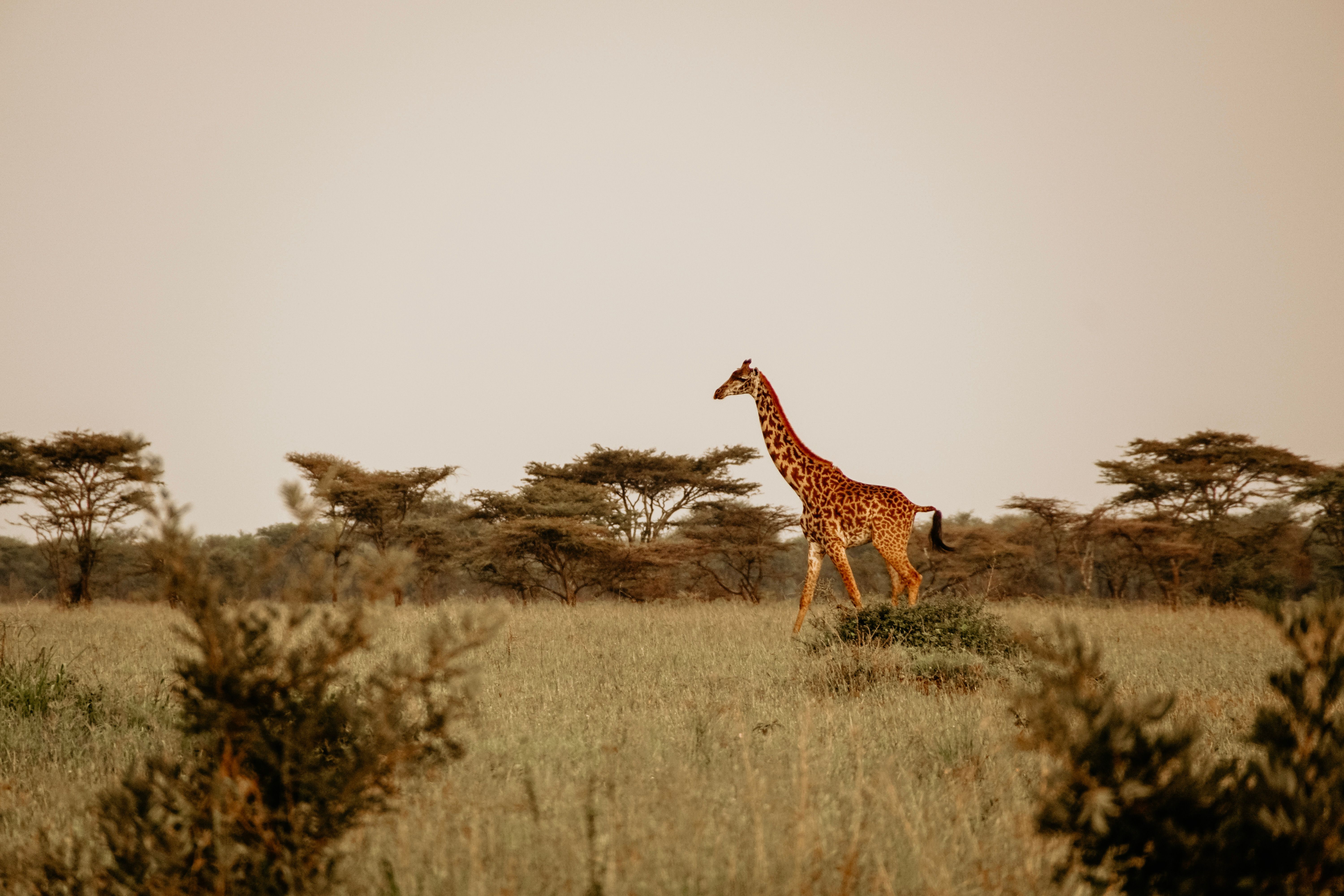 Jirafa Caminando Por La Sabana Africana · Foto de stock gratuita