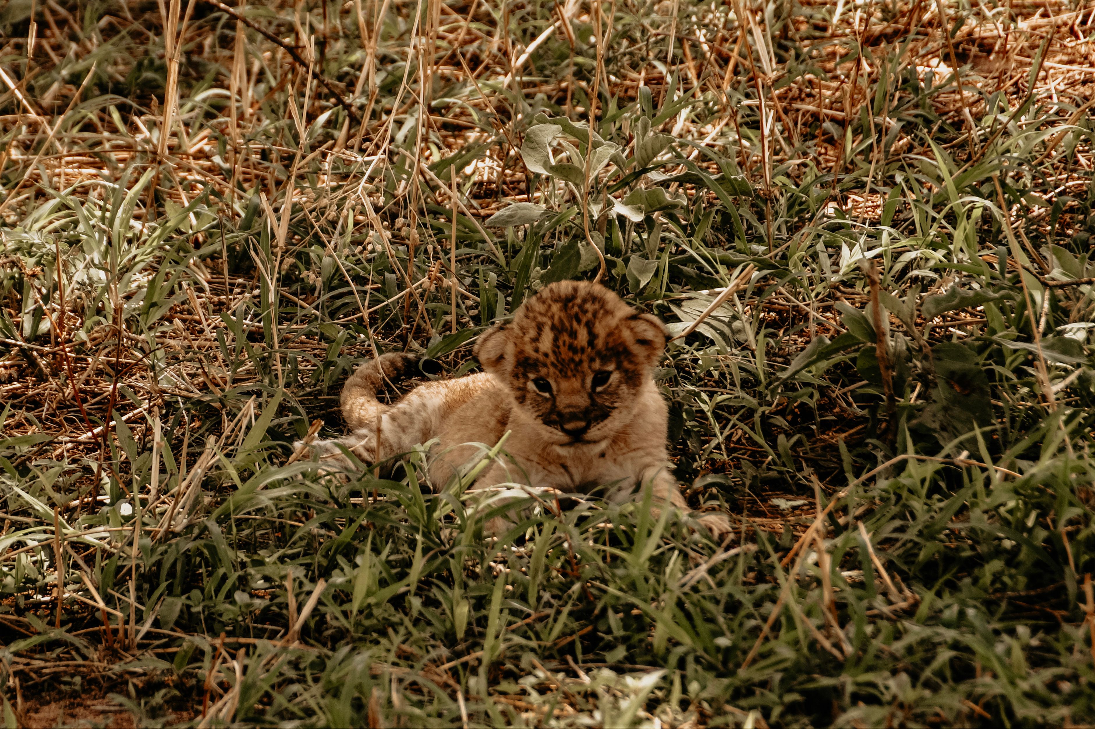Primeiro Dia Do Filhote De Leão Na Natureza · Foto profissional gratuita