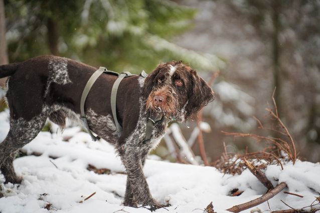 German Wirehaired Pointer Short Hair Ownership Tips