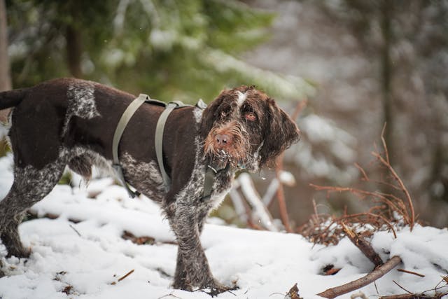 Understanding German Wirehaired Pointer Colors and Genetics