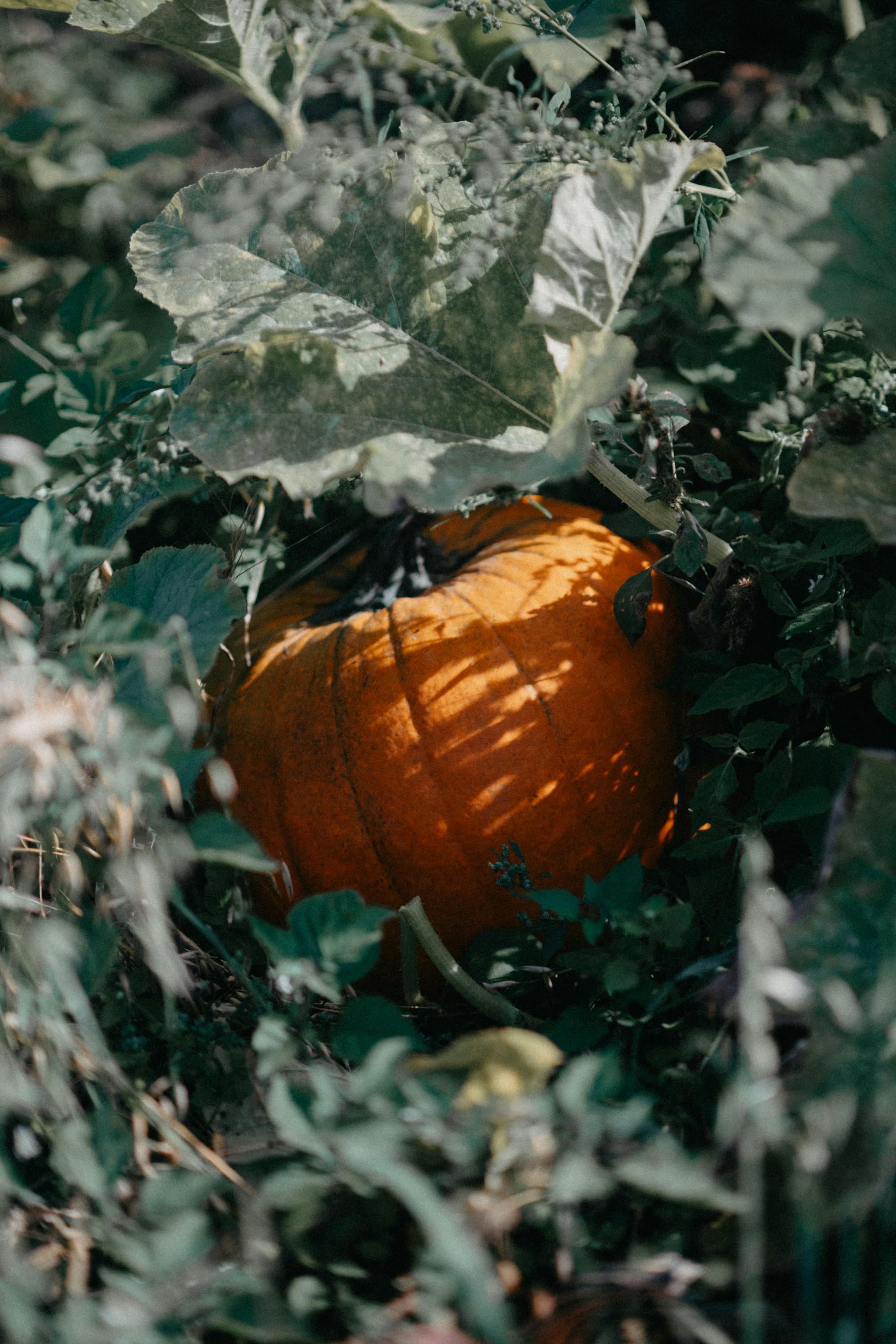 Hello November Photos, Download The BEST Free Hello November Stock ...