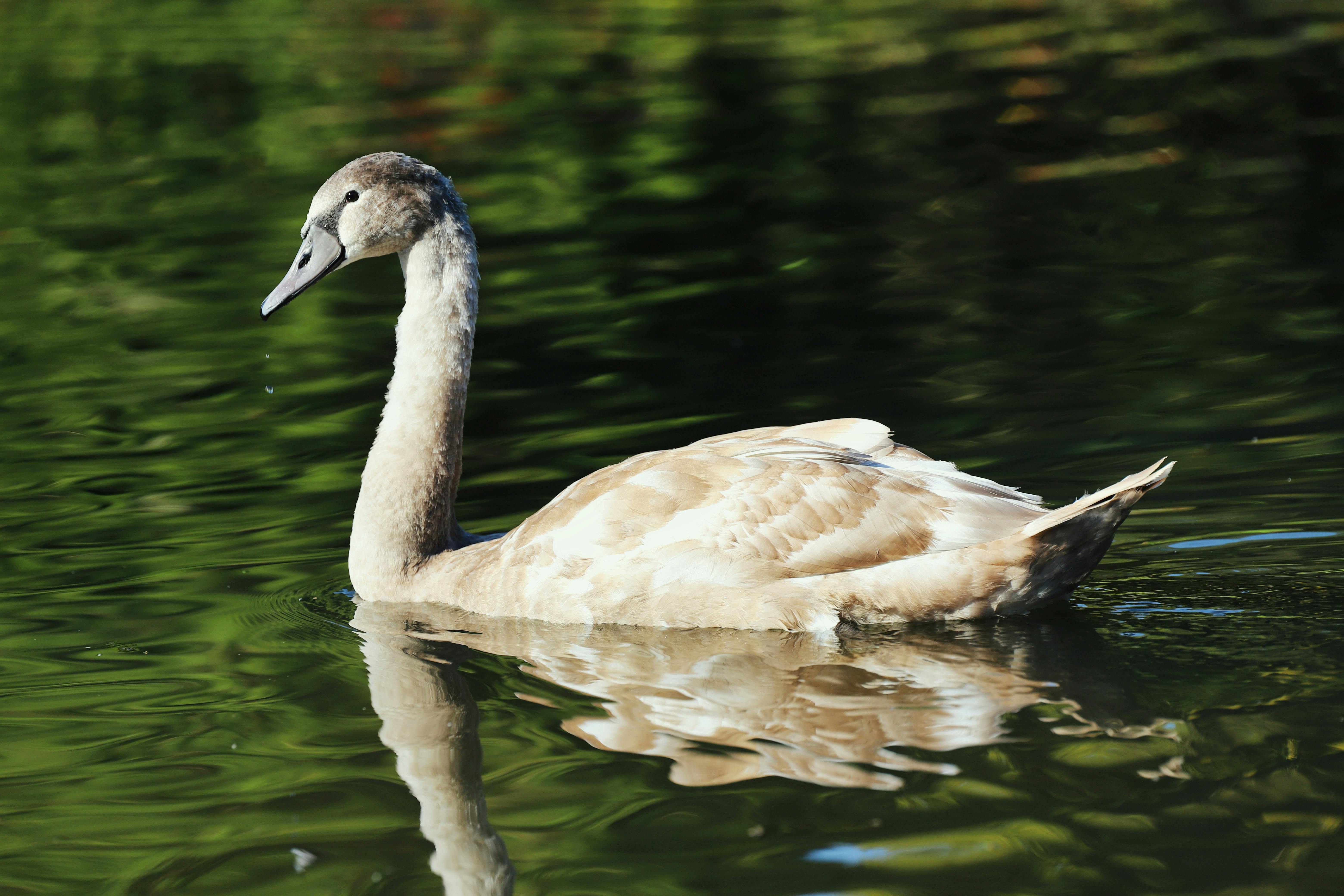 Famille Cygnet Photos, Download The BEST Free Famille Cygnet Stock ...