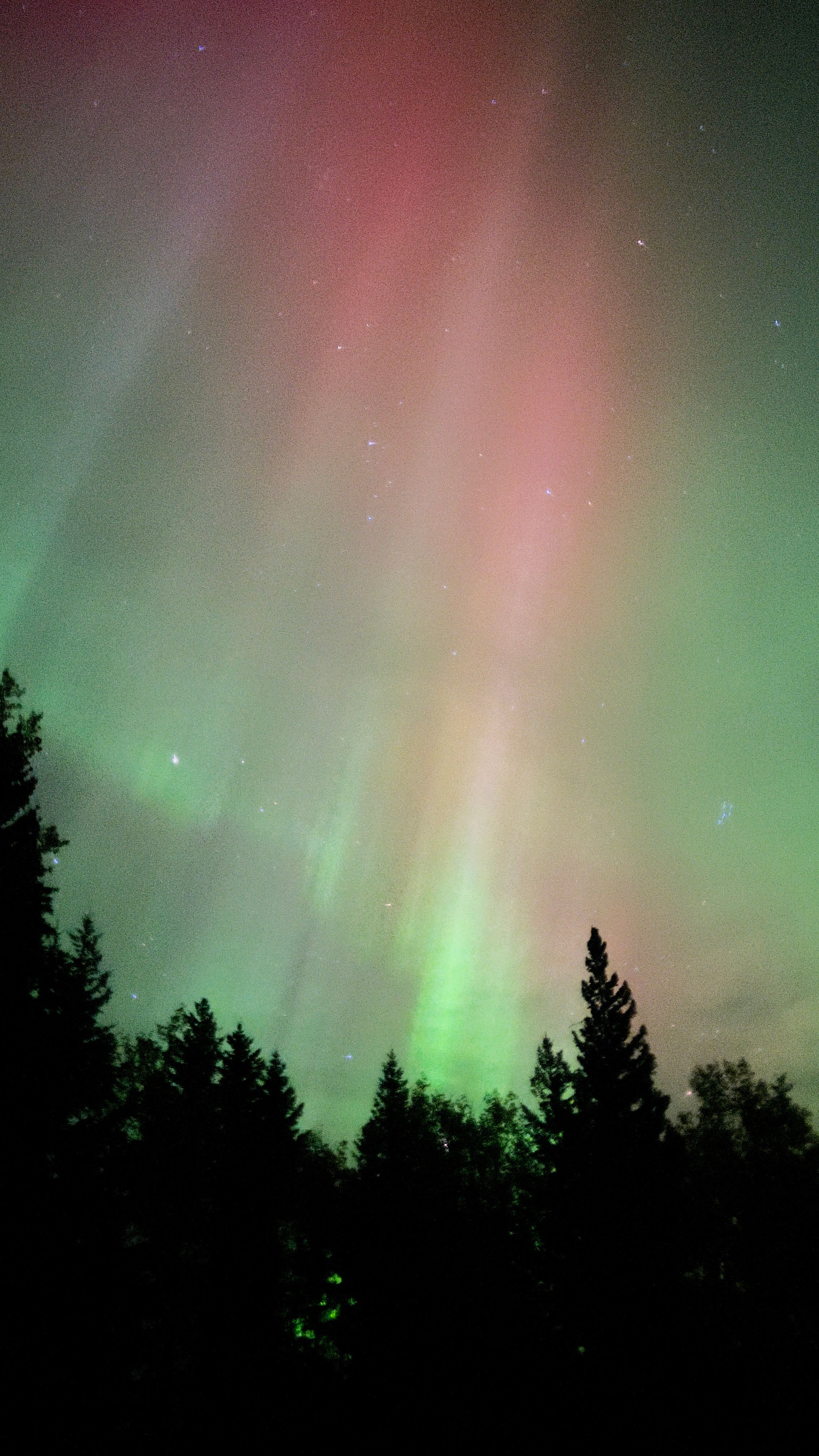 Stunning Northern Lights over Forest Landscape · Free Stock Photo