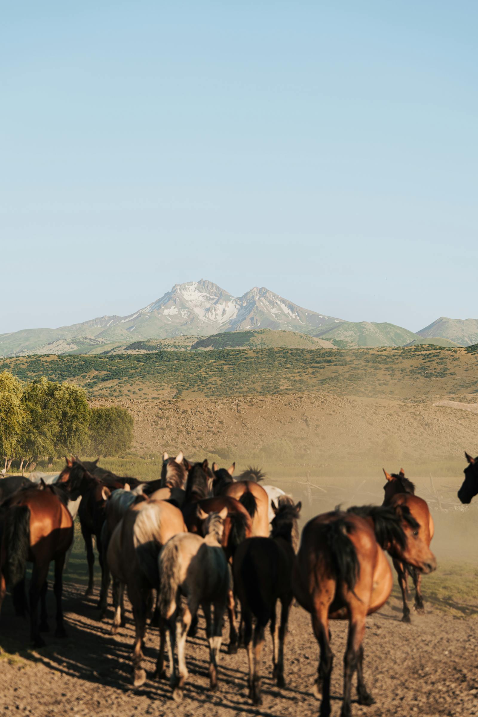 Wild Horses Photos, Download The BEST Free Wild Horses Stock Photos ...