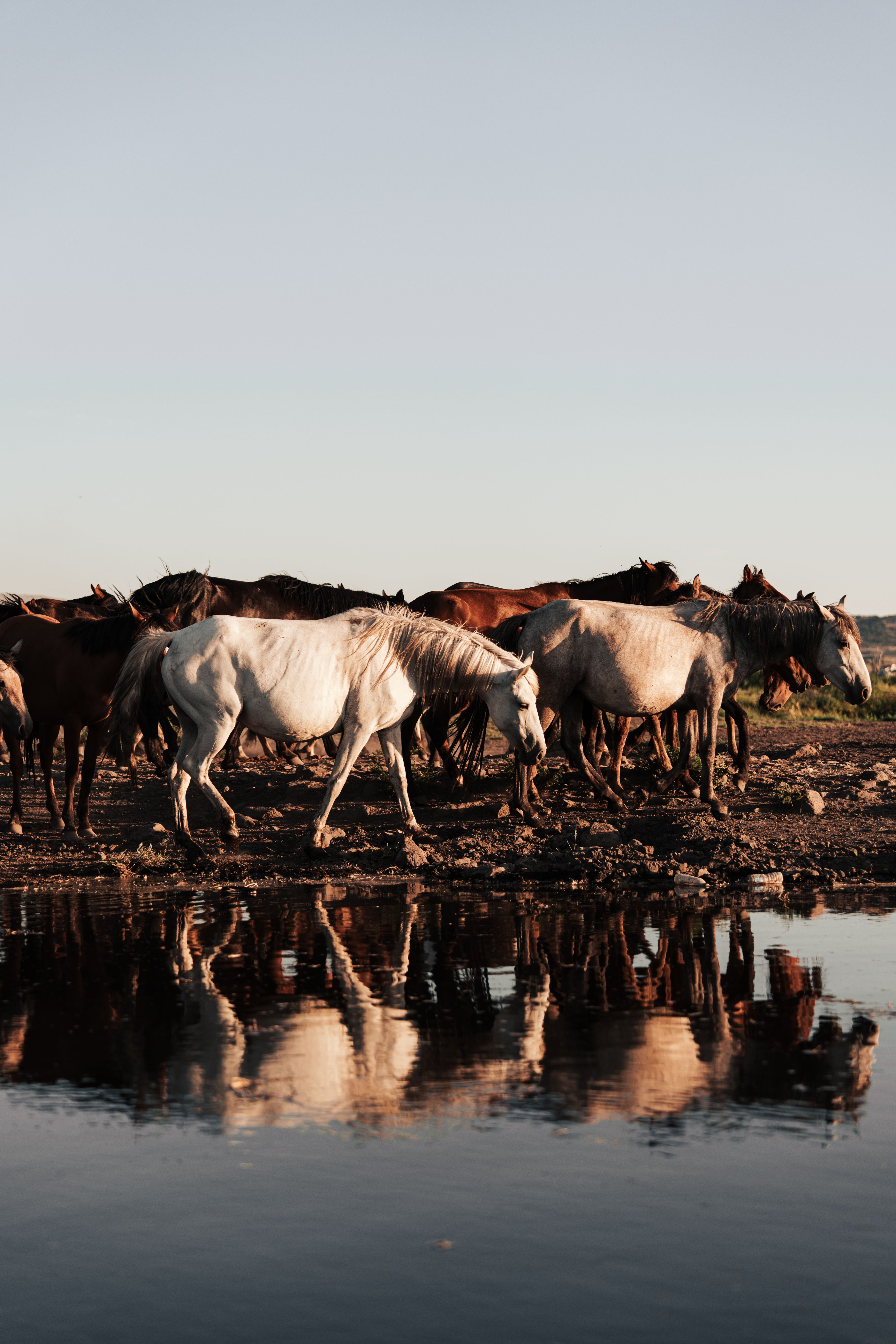 Herd of Wild Horses by a Reflective Water Source · Free Stock Photo
