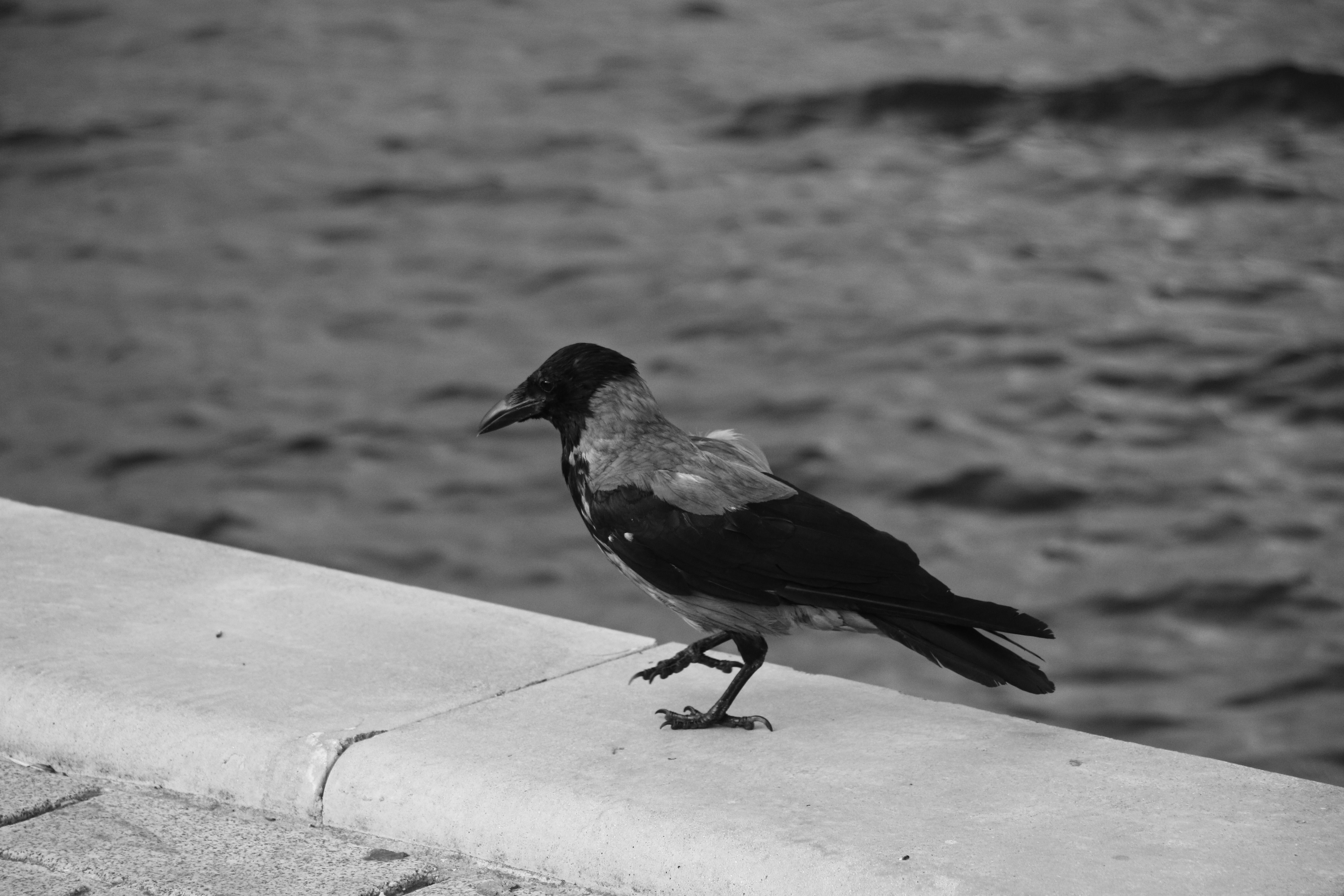 Monochrome crow by the water's edge · Free Stock Photo