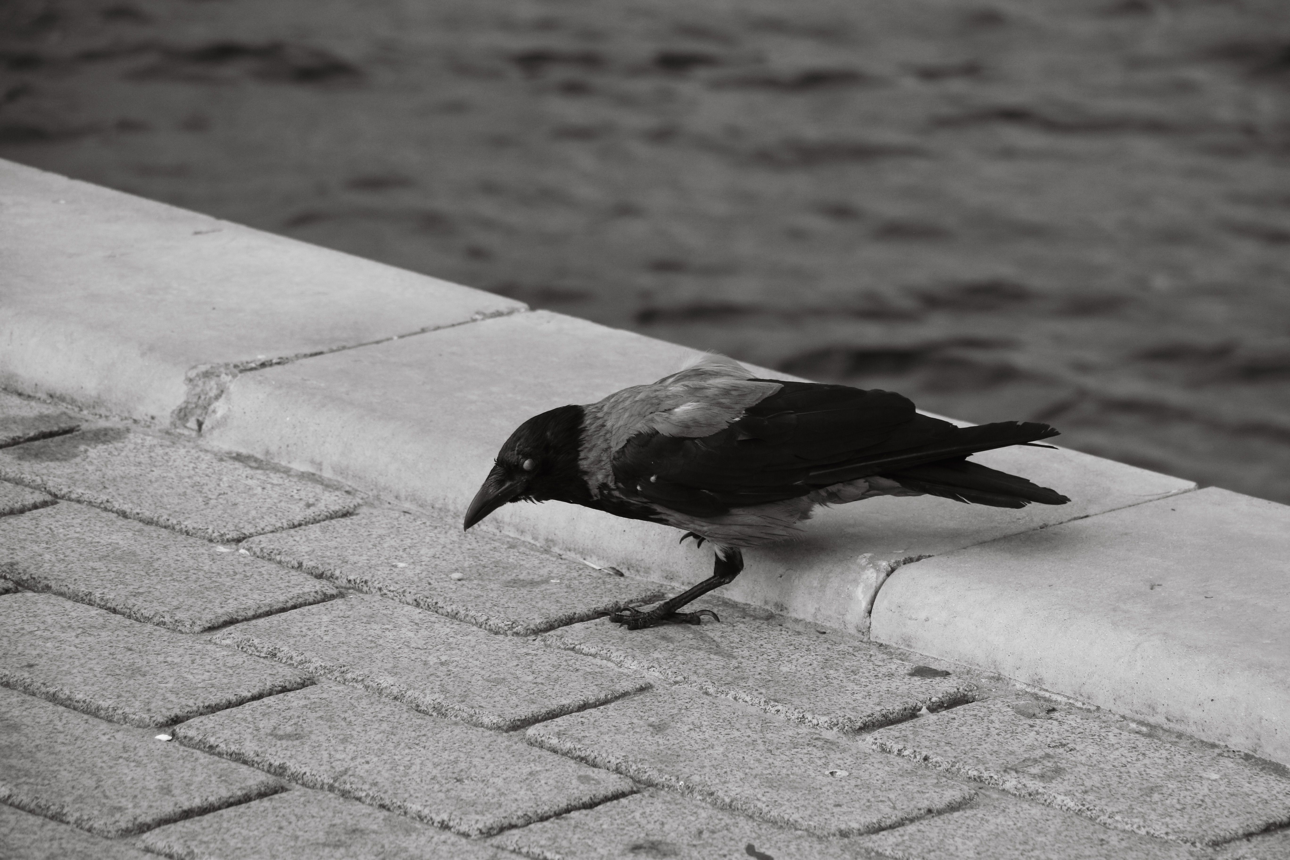 Monochrome Crow on Urban Waterfront · Free Stock Photo