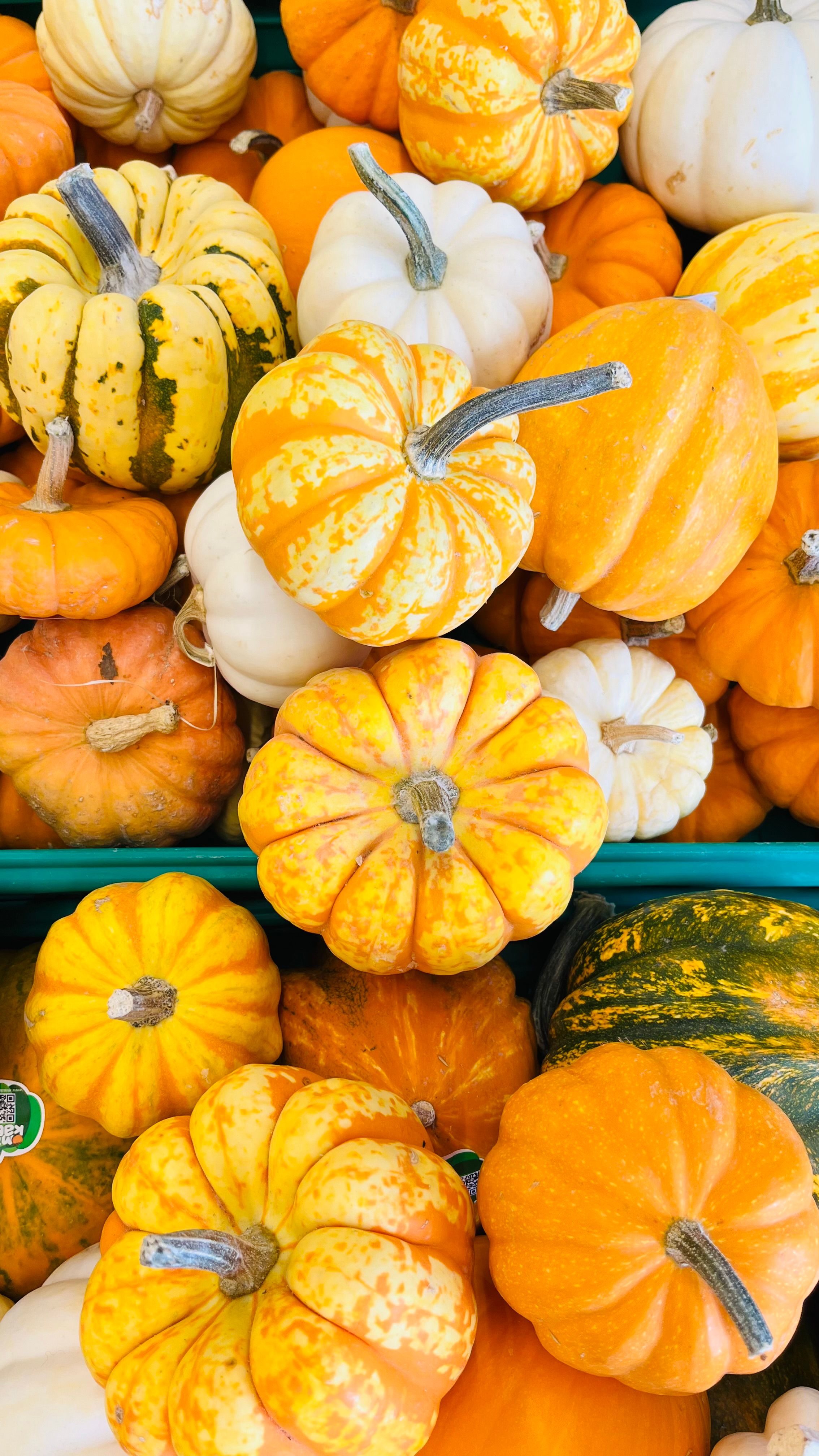 Bright Harvest Display of Colorful Pumpkins · Free Stock Photo