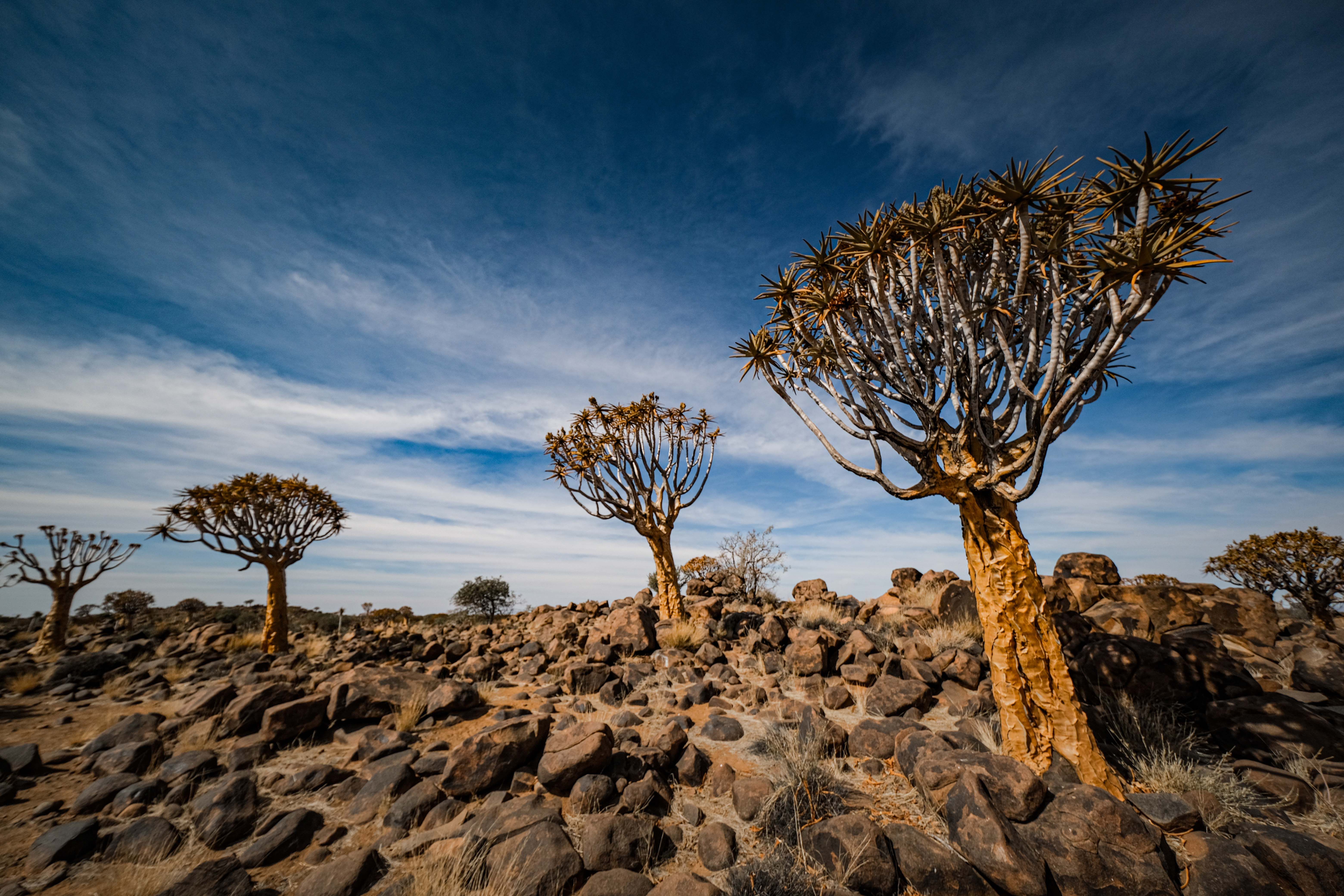 Quiver Trees in Arid Desert Landscape · Free Stock Photo
