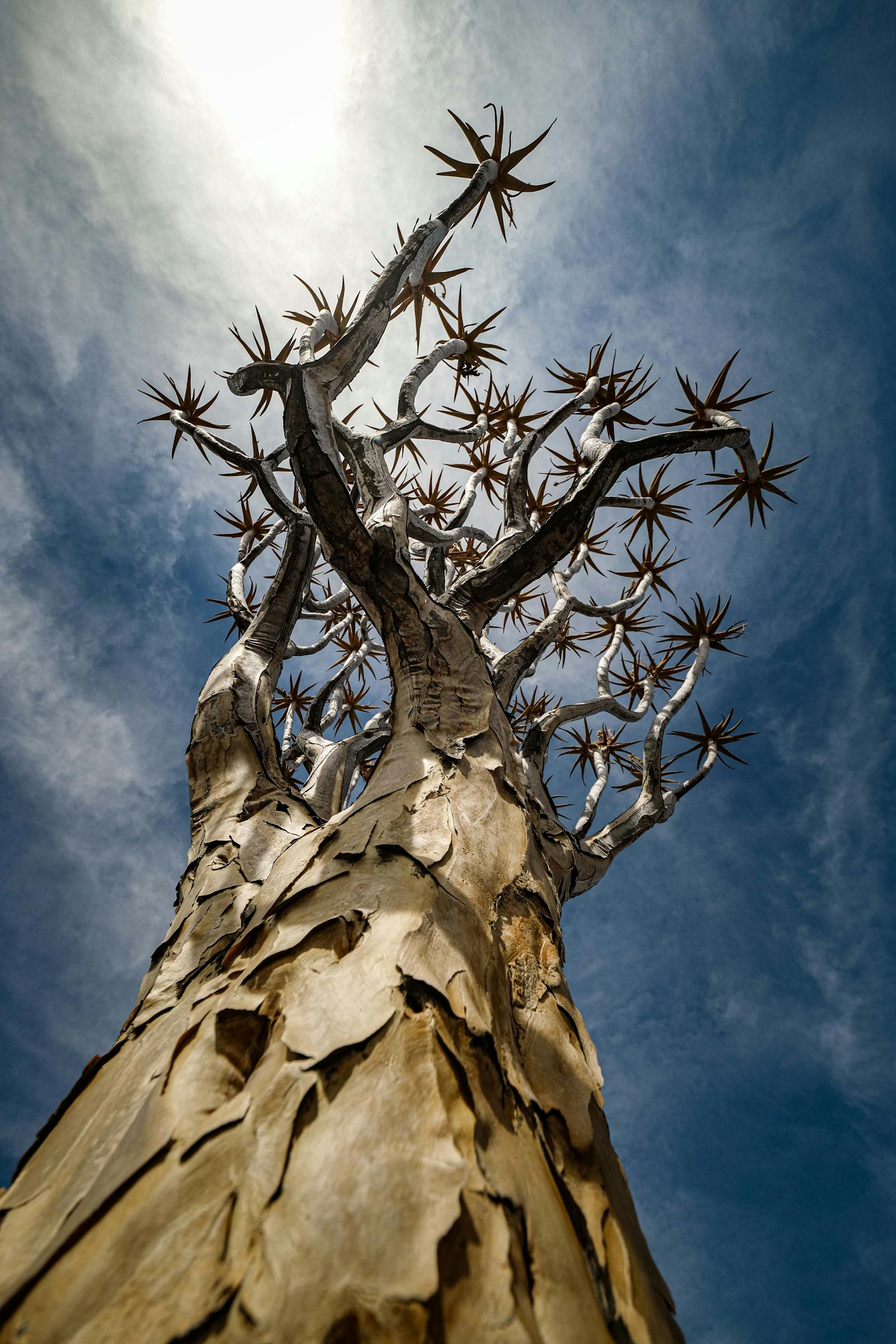 Tall Tree Photos, Download The BEST Free Tall Tree Stock Photos & HD Images