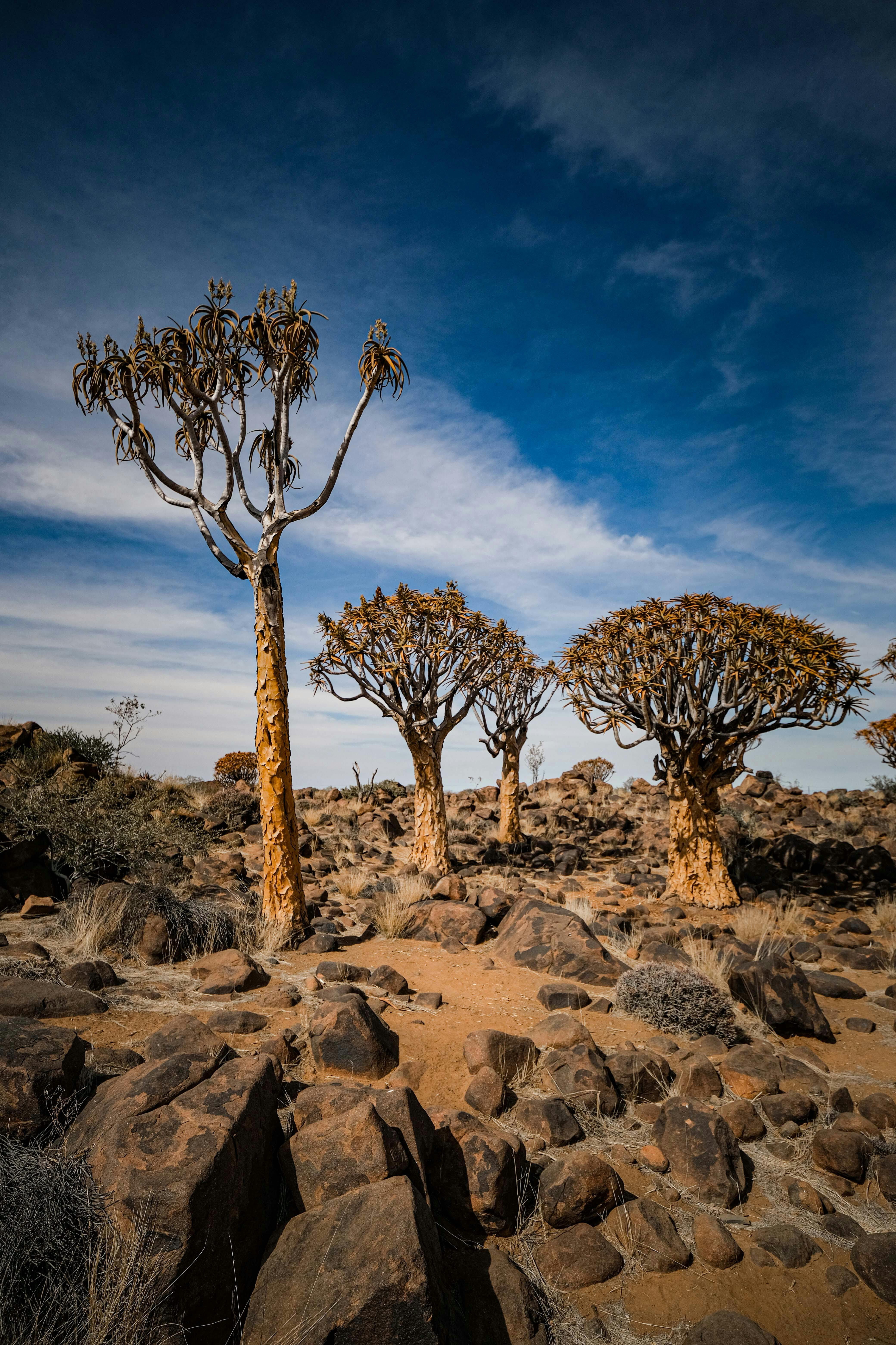 Quiver Trees in Namibian Desert Landscape · Free Stock Photo