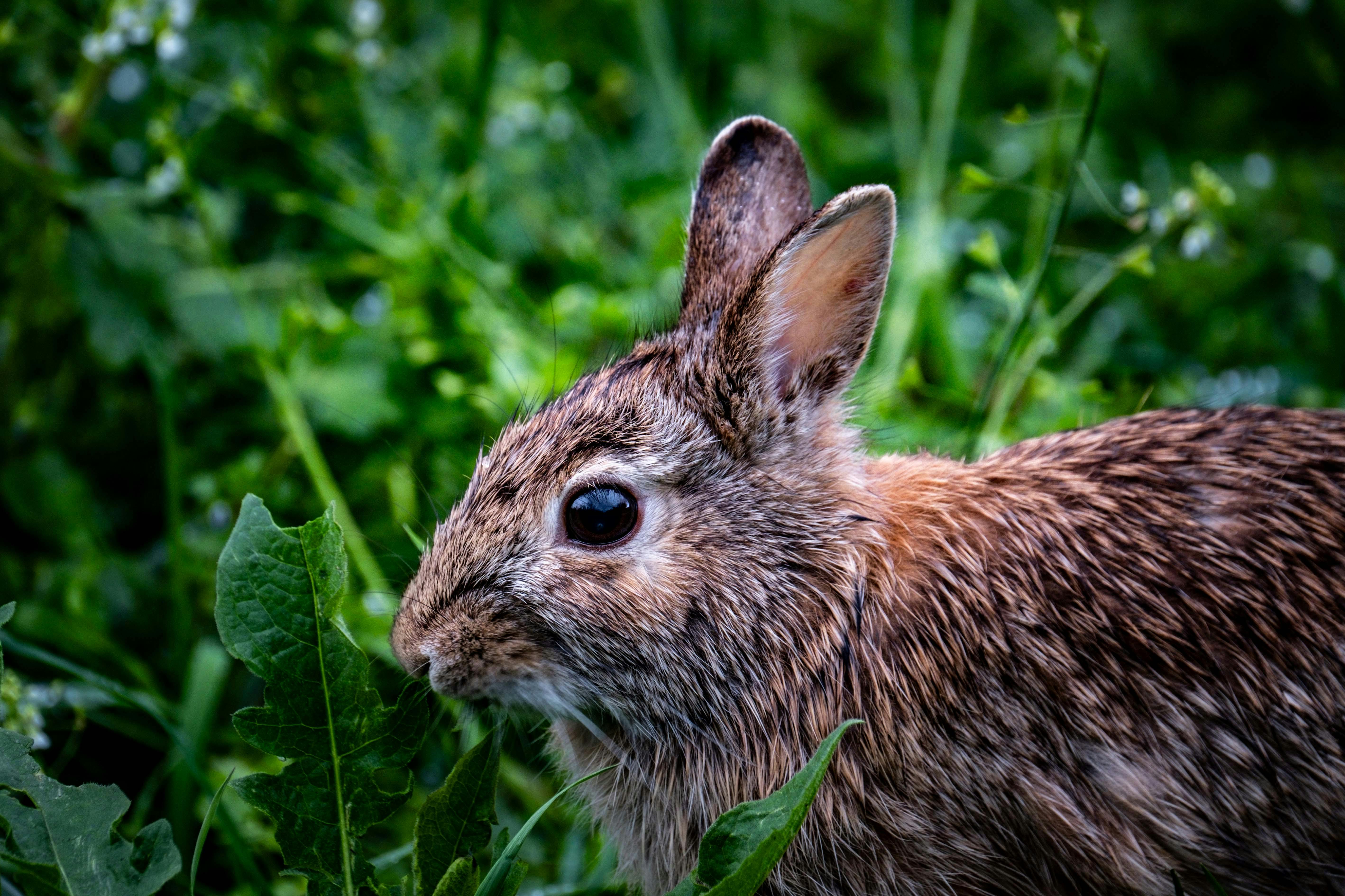 Close-up of a Wild Rabbit in Greenery · Free Stock Photo