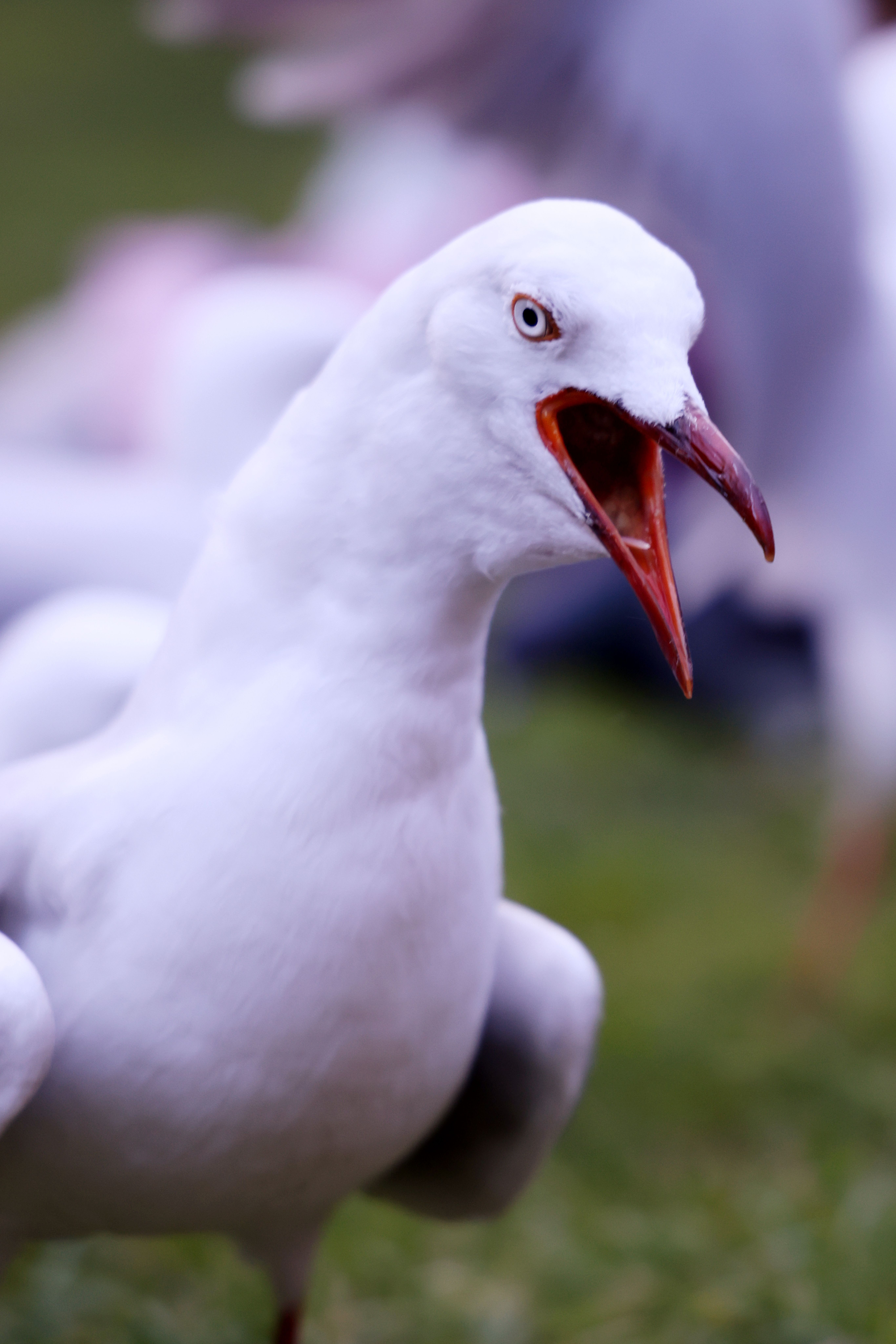 Close-up of a Red-Billed Gull on a Green Lawn · Free Stock Photo