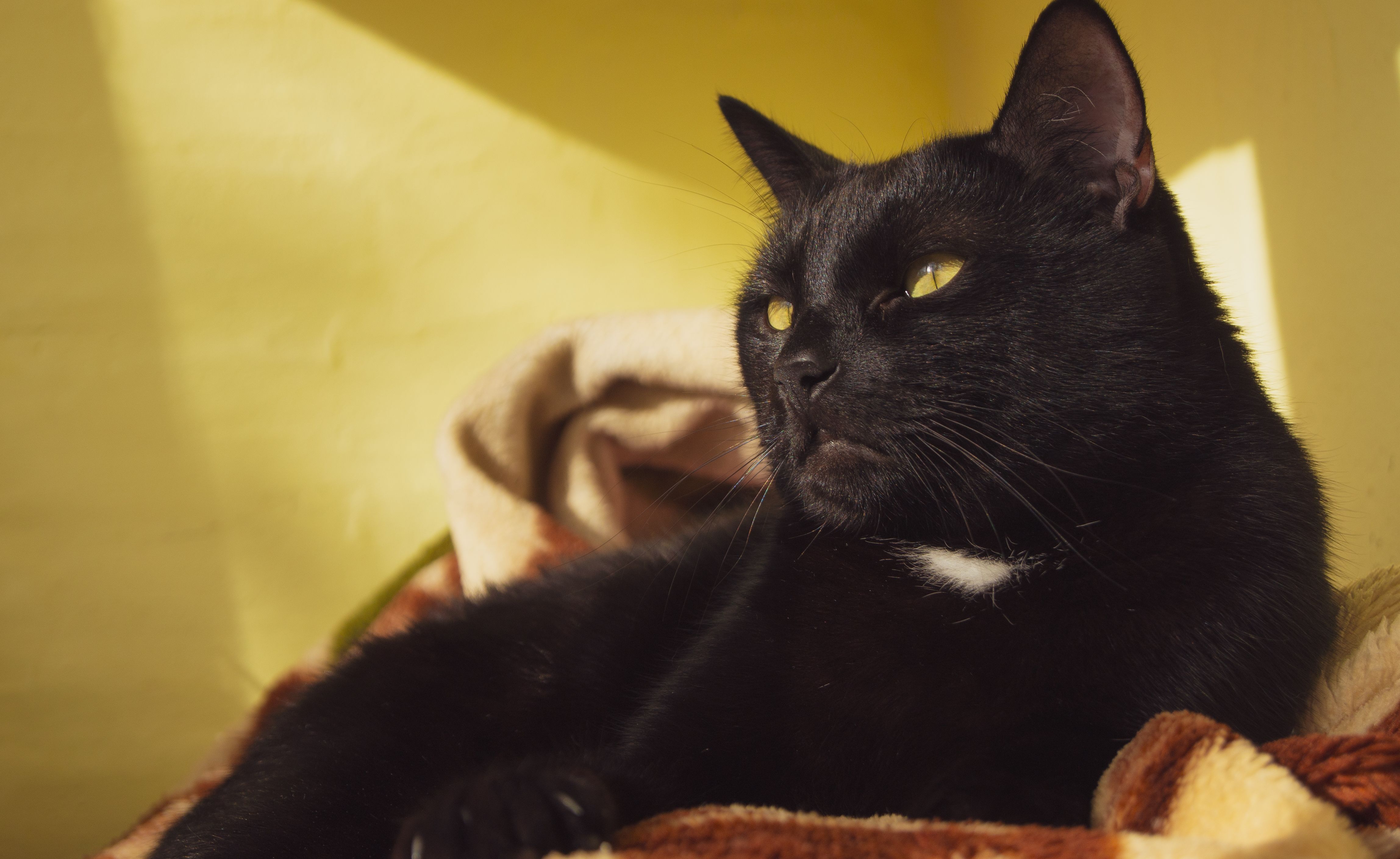 Elegant Black Cat Relaxing in Sunlight Indoors · Free Stock Photo