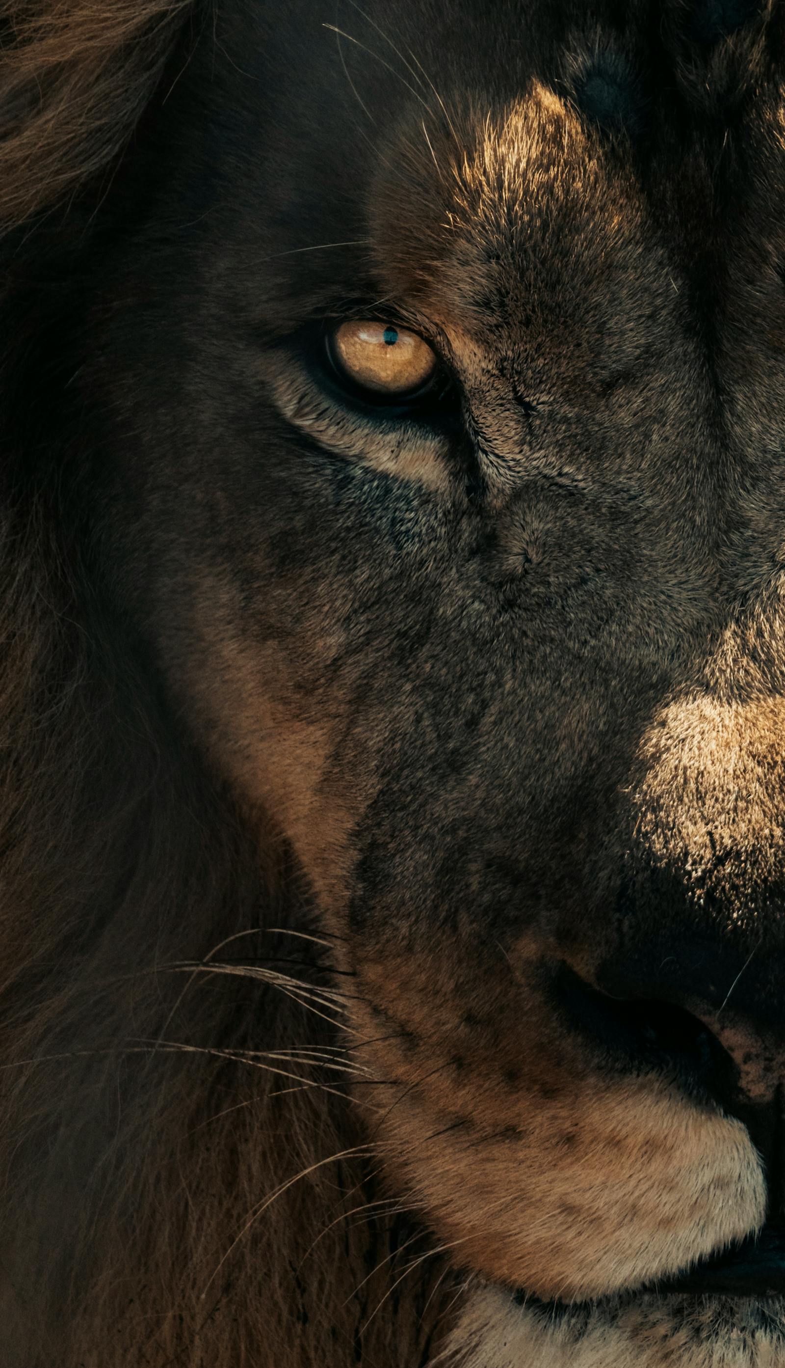 Lion Face Photos, Download The BEST Free Lion Face Stock Photos & HD Images