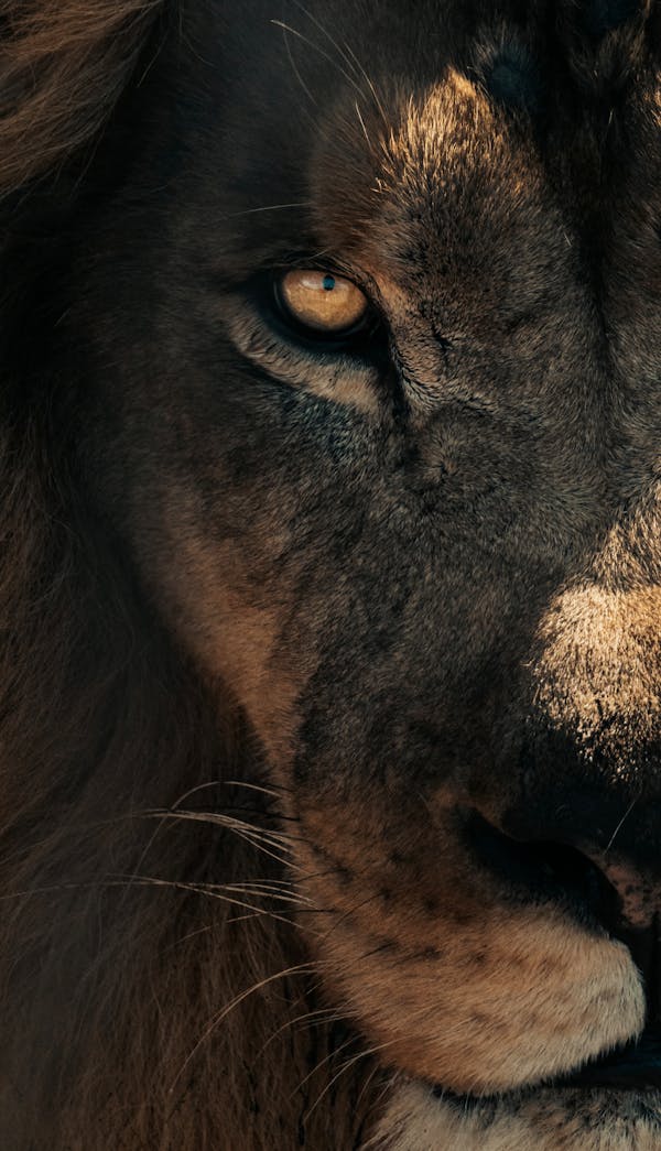 Lion 4k Photos, Download The BEST Free Lion 4k Stock Photos & HD Images