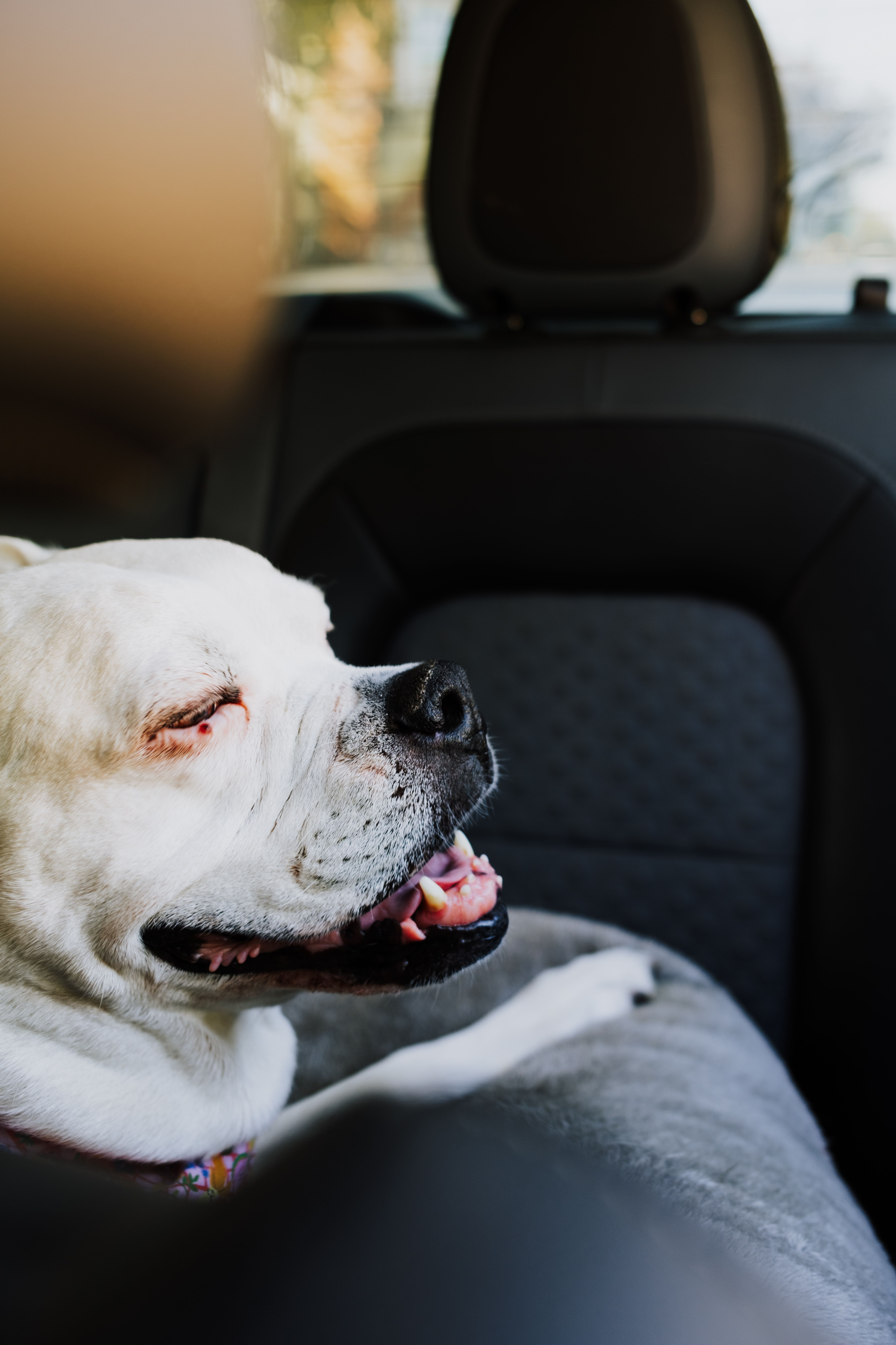 Boxer Losing Photos, Download The BEST Free Boxer Losing Stock Photos ...