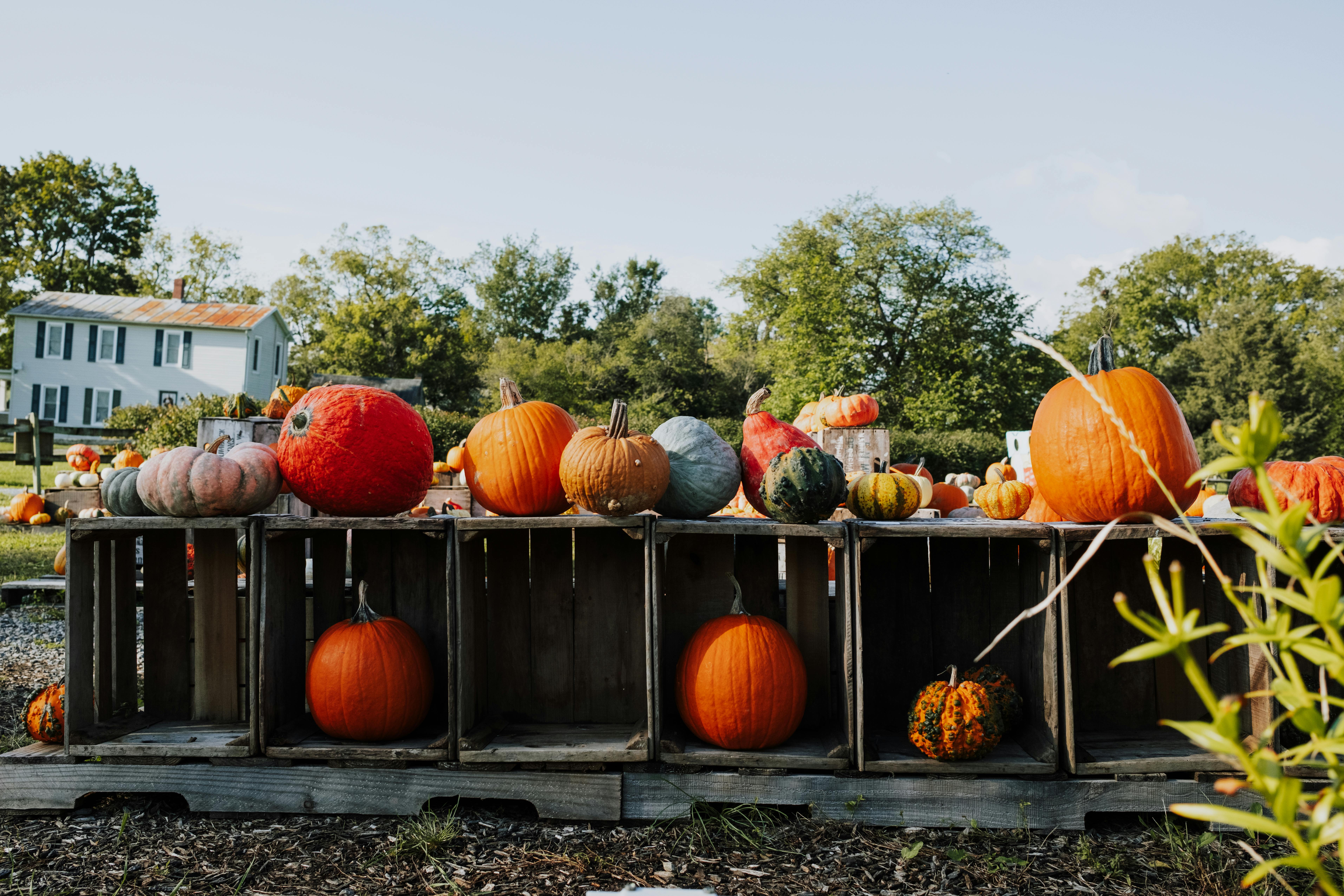 Vibrant Autumn Pumpkins Display Outdoors · Free Stock Photo