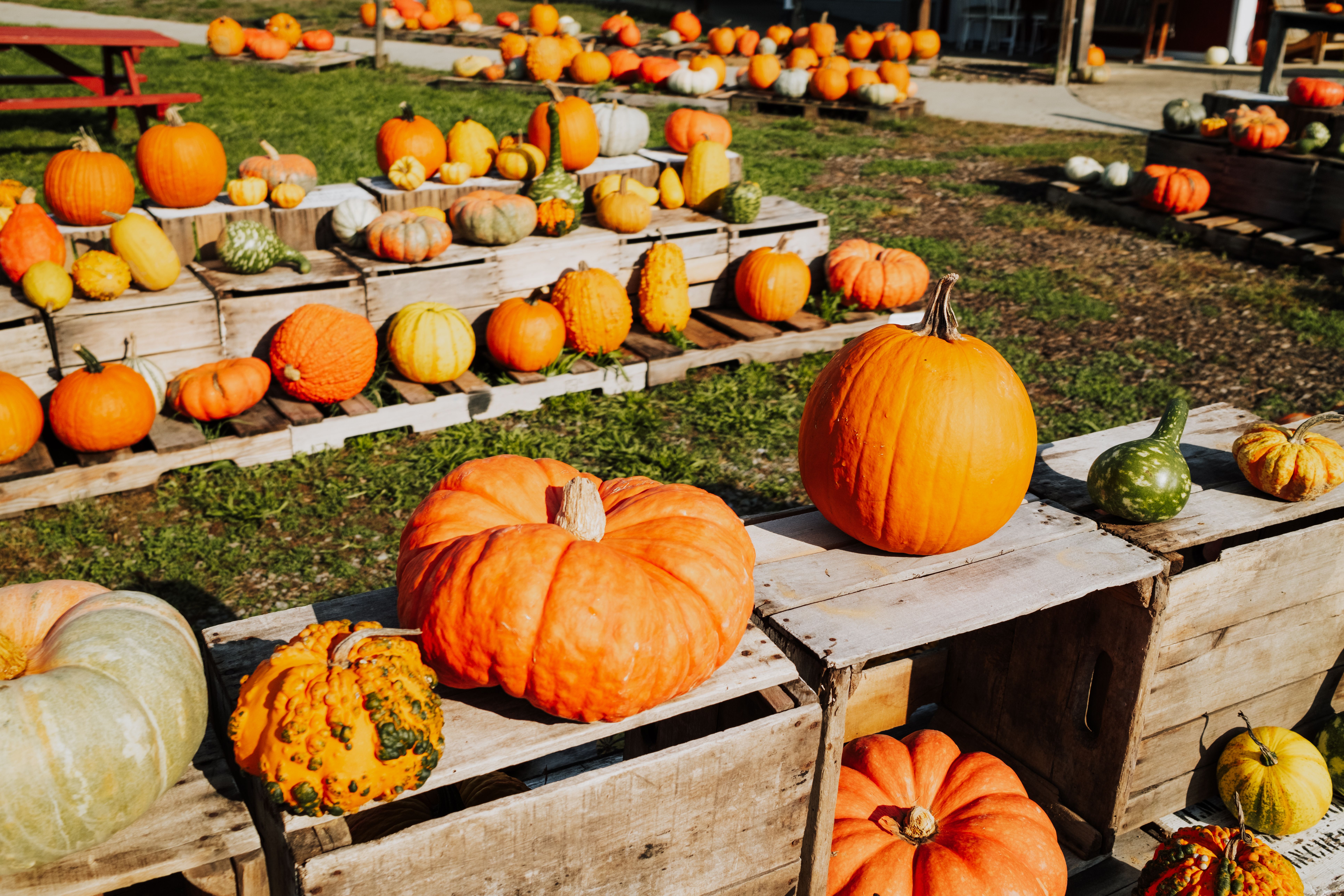 Vibrant Pumpkin Display at Outdoor Market · Free Stock Photo