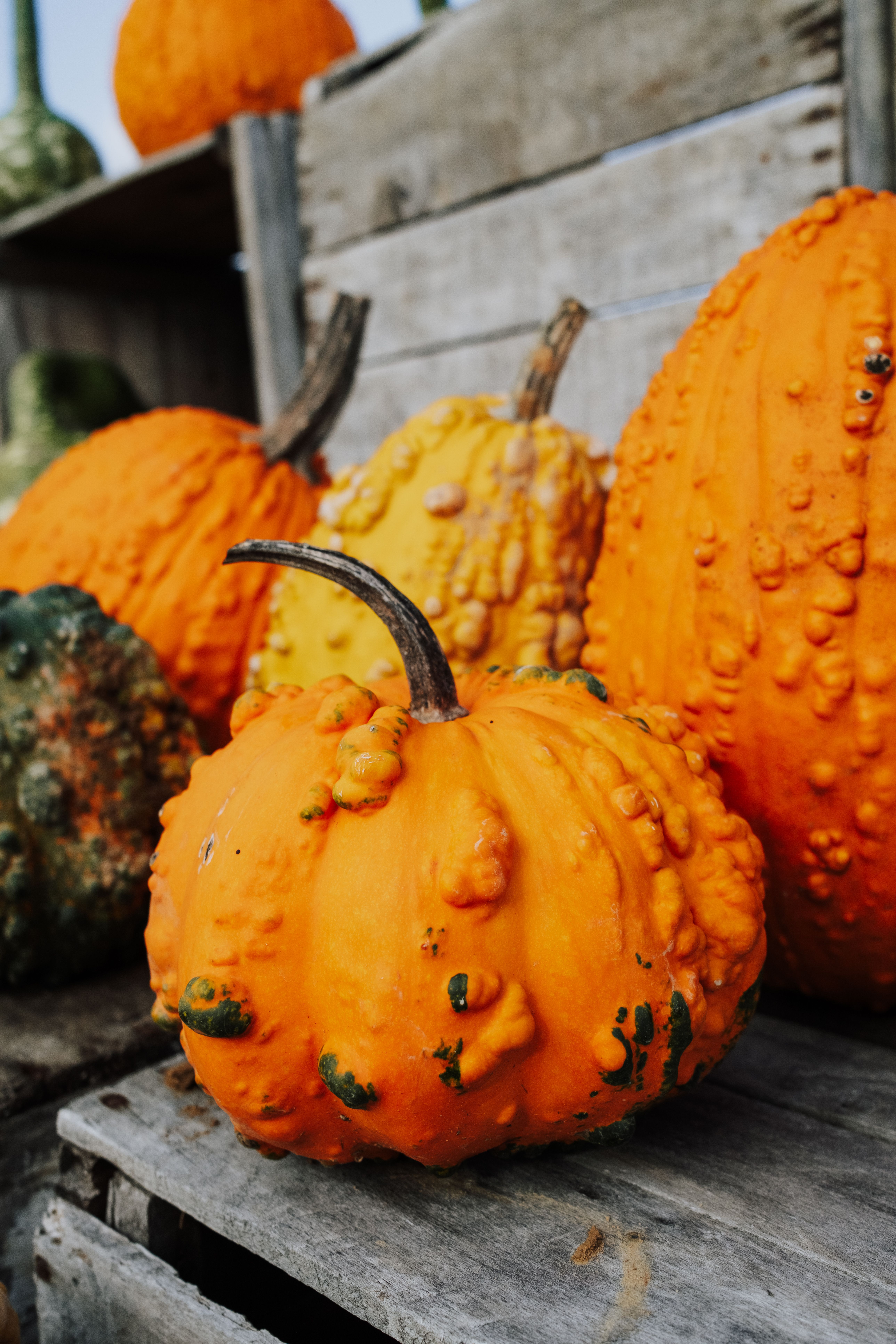 Vibrant Warty Pumpkins on Rustic Wooden Display · Free Stock Photo