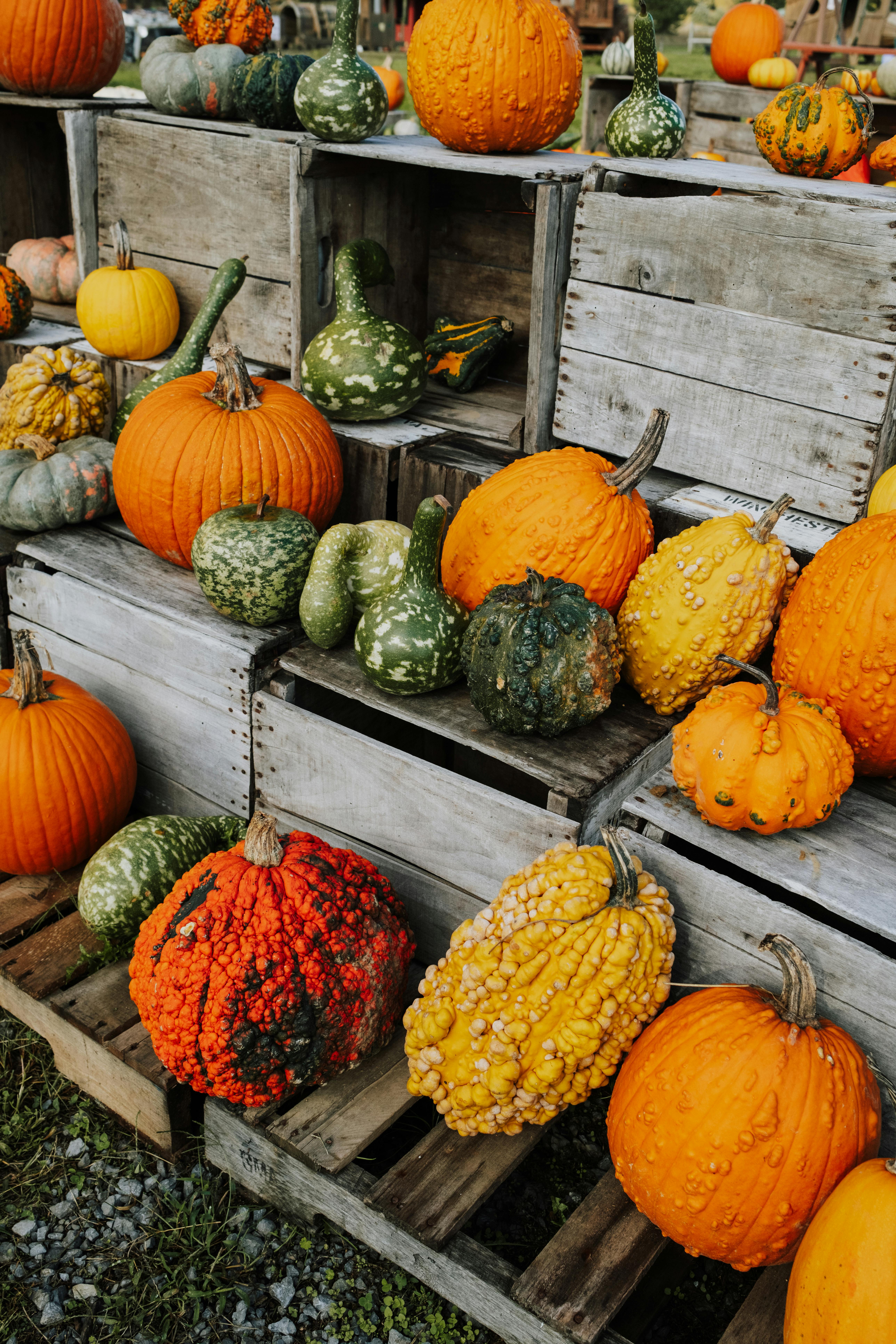Autumn Harvest Display with Pumpkins and Gourds · Free Stock Photo