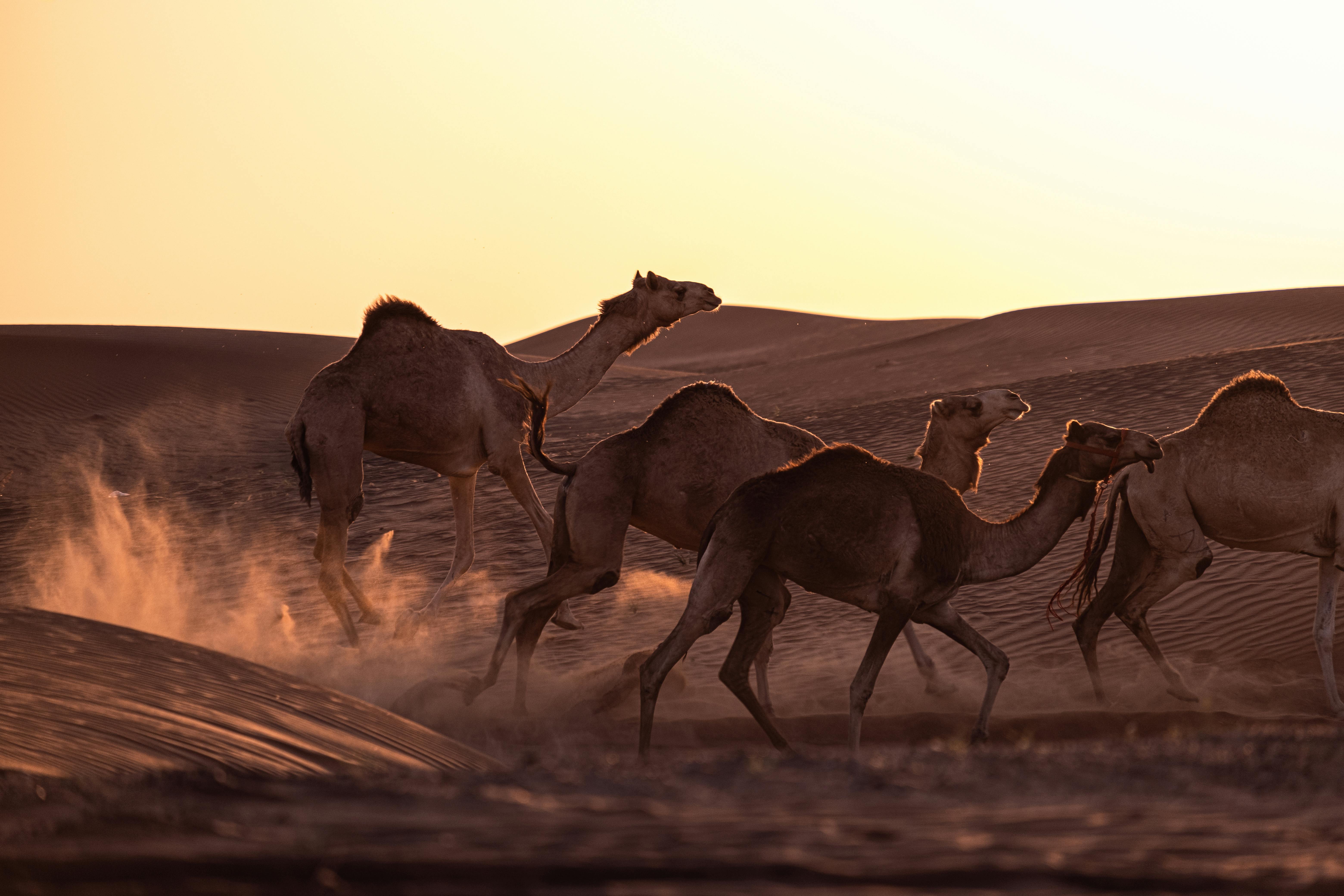 Camels Running in Desert at Sunset · Free Stock Photo
