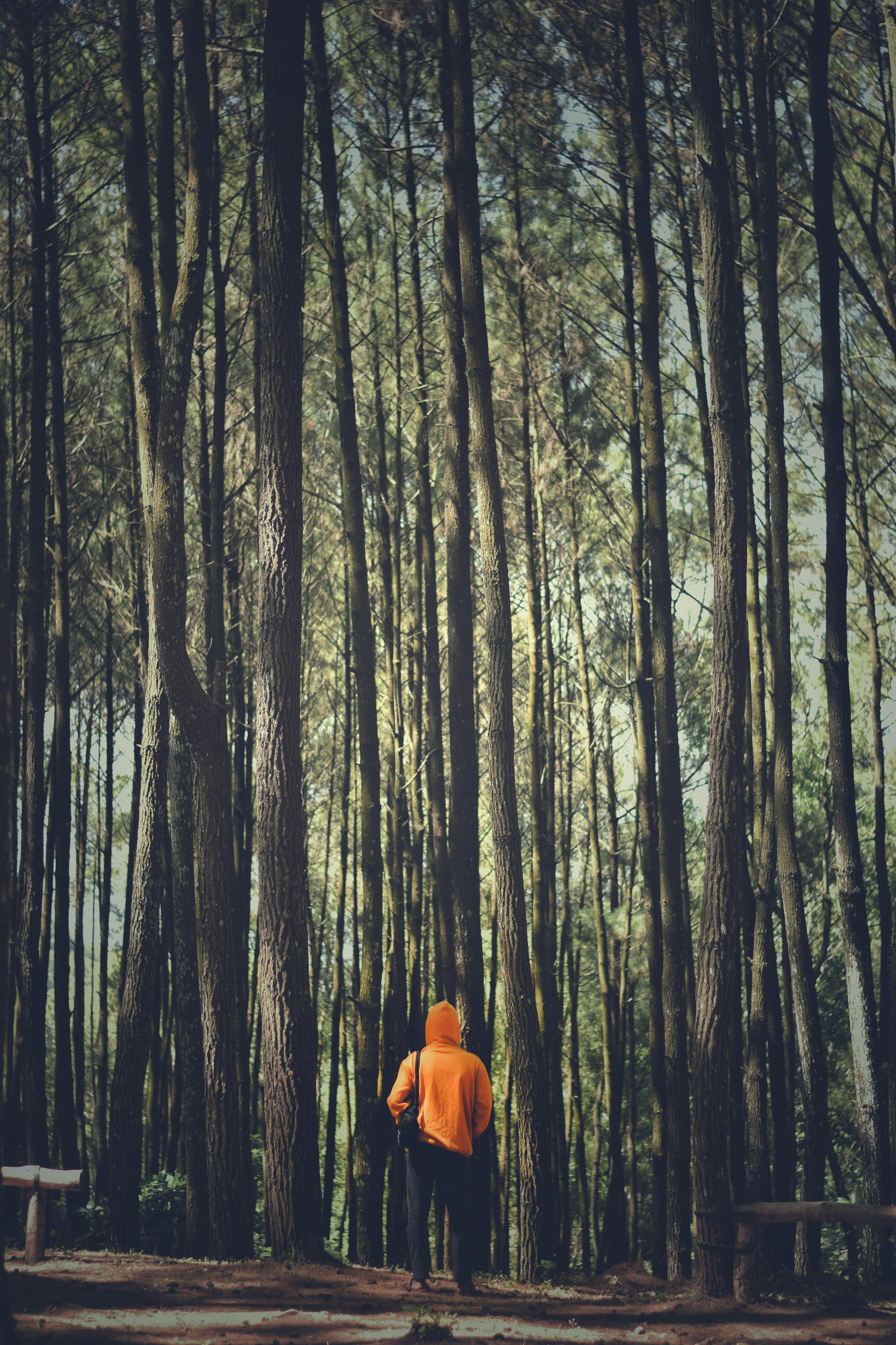 Person Standing Beside Tall Trees · Free Stock Photo