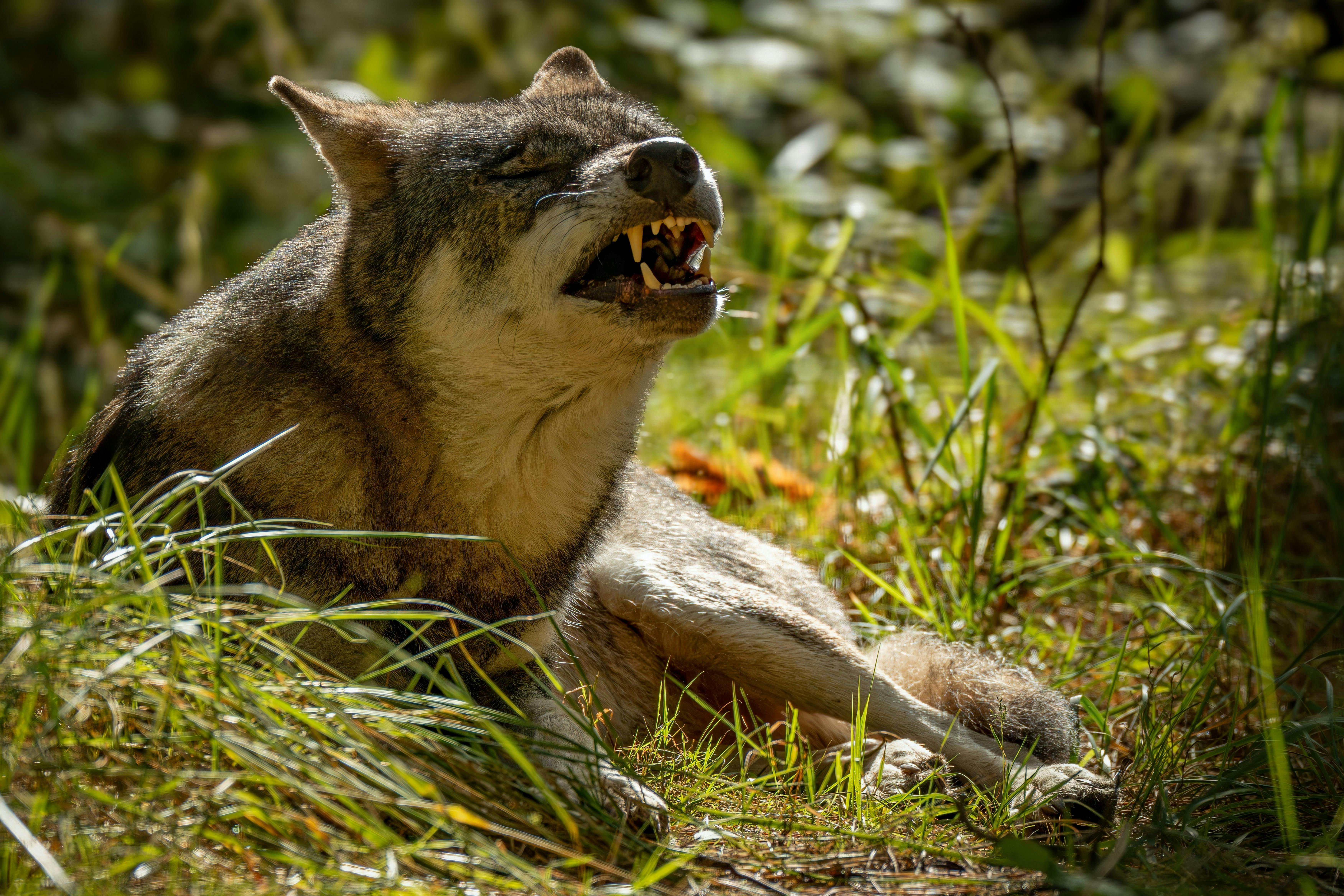Wolf Snarling Photos, Download The BEST Free Wolf Snarling Stock Photos ...