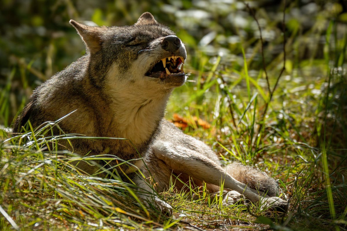 Wolf Howling Photos, Download The BEST Free Wolf Howling Stock Photos ...