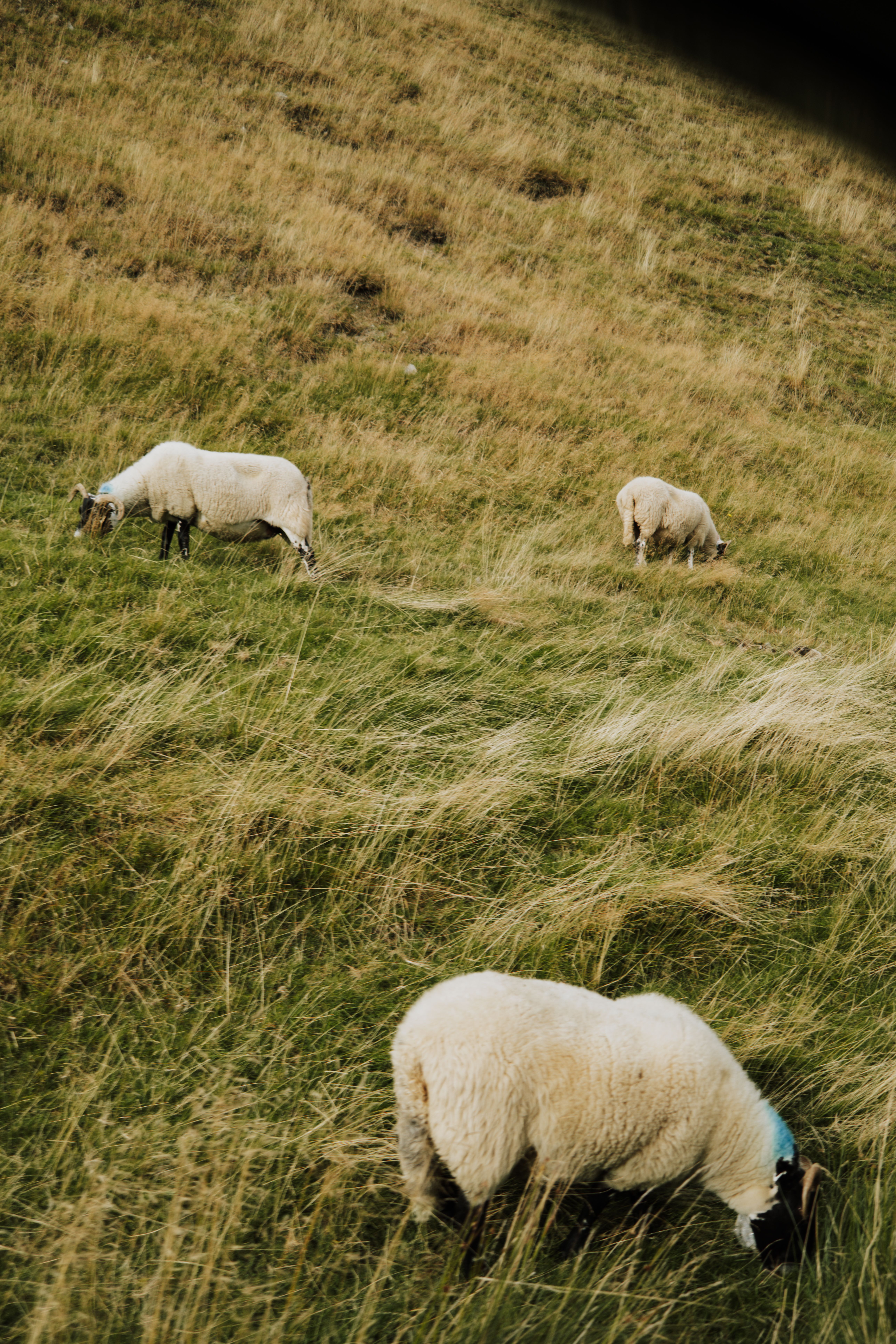 Sheep Grazing in Scottish Highlands Meadow · Free Stock Photo