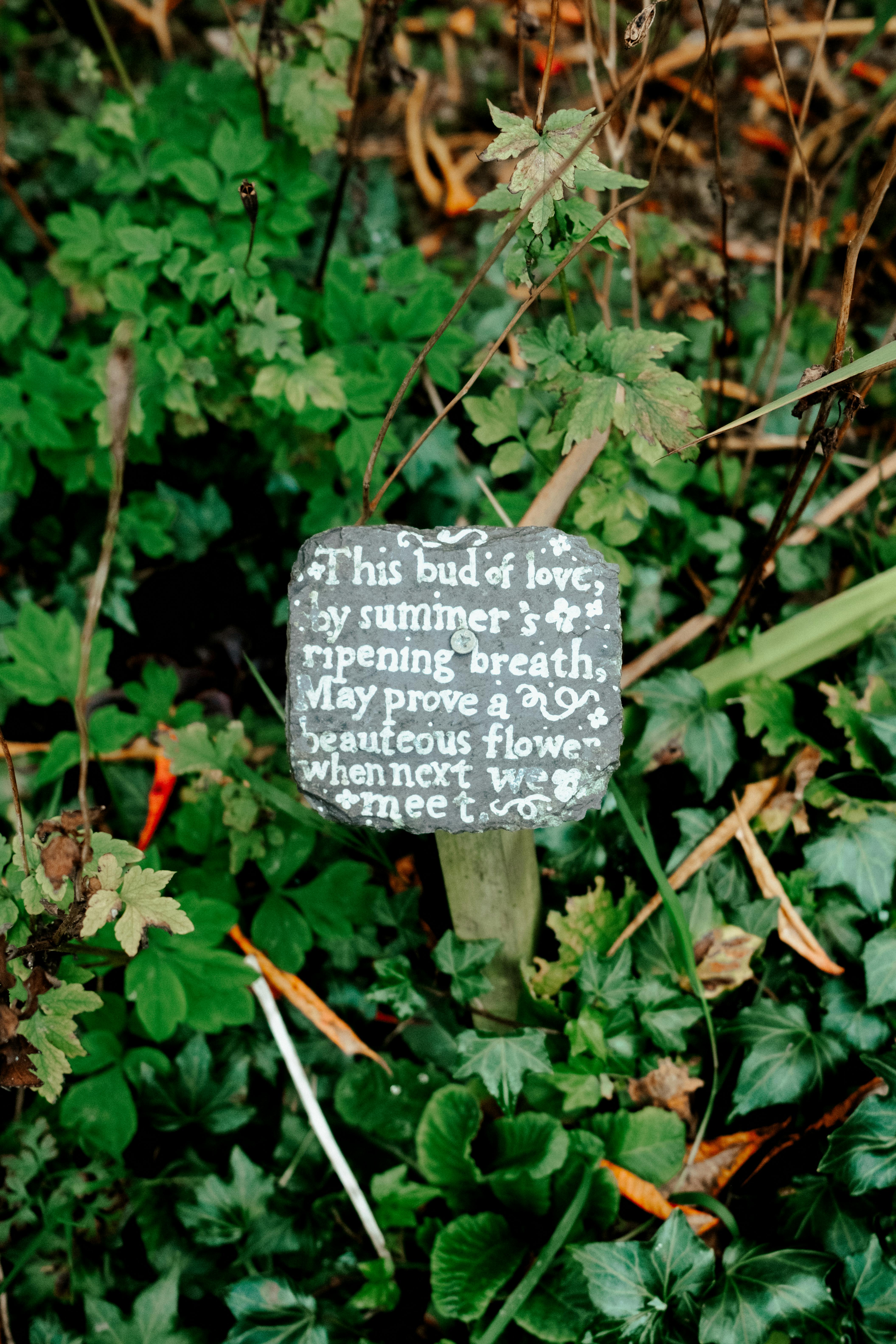 Stone with Shakespeare Quote in Lush Garden · Free Stock Photo