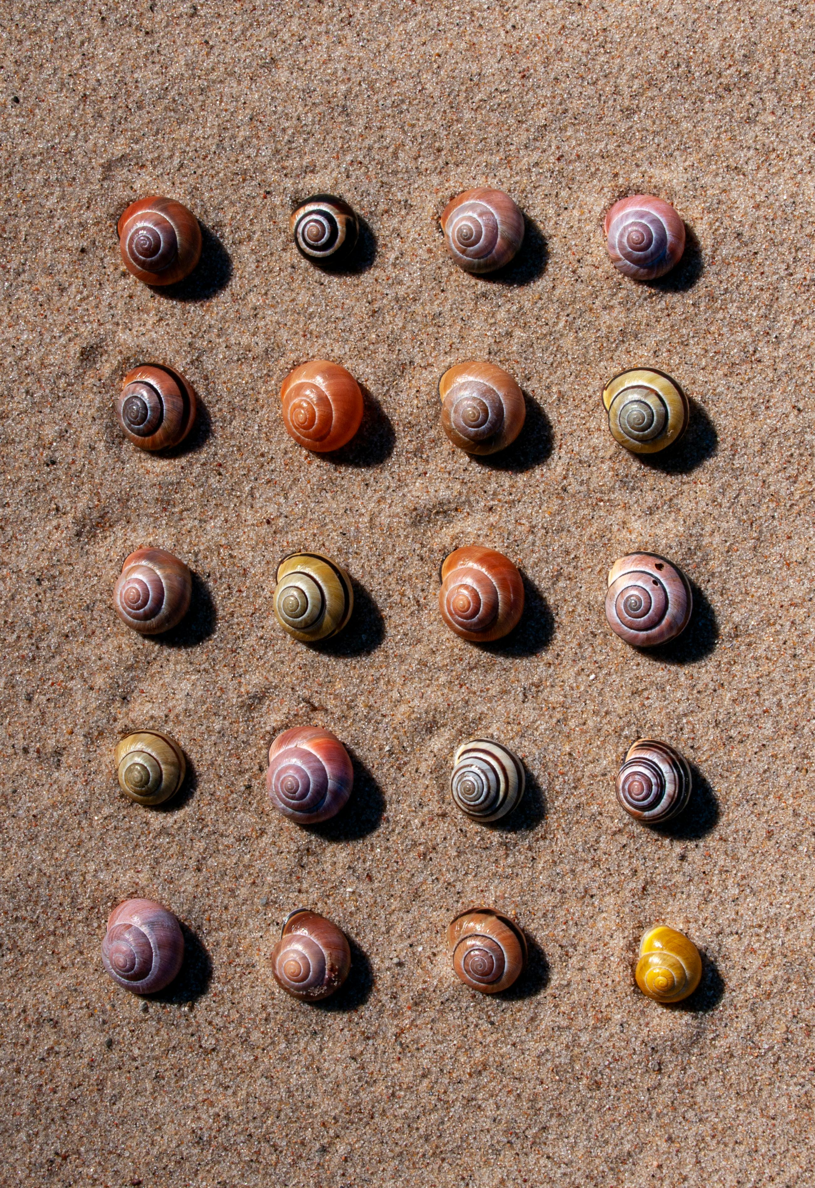 Spiral Shells Photos, Download The BEST Free Spiral Shells Stock Photos ...