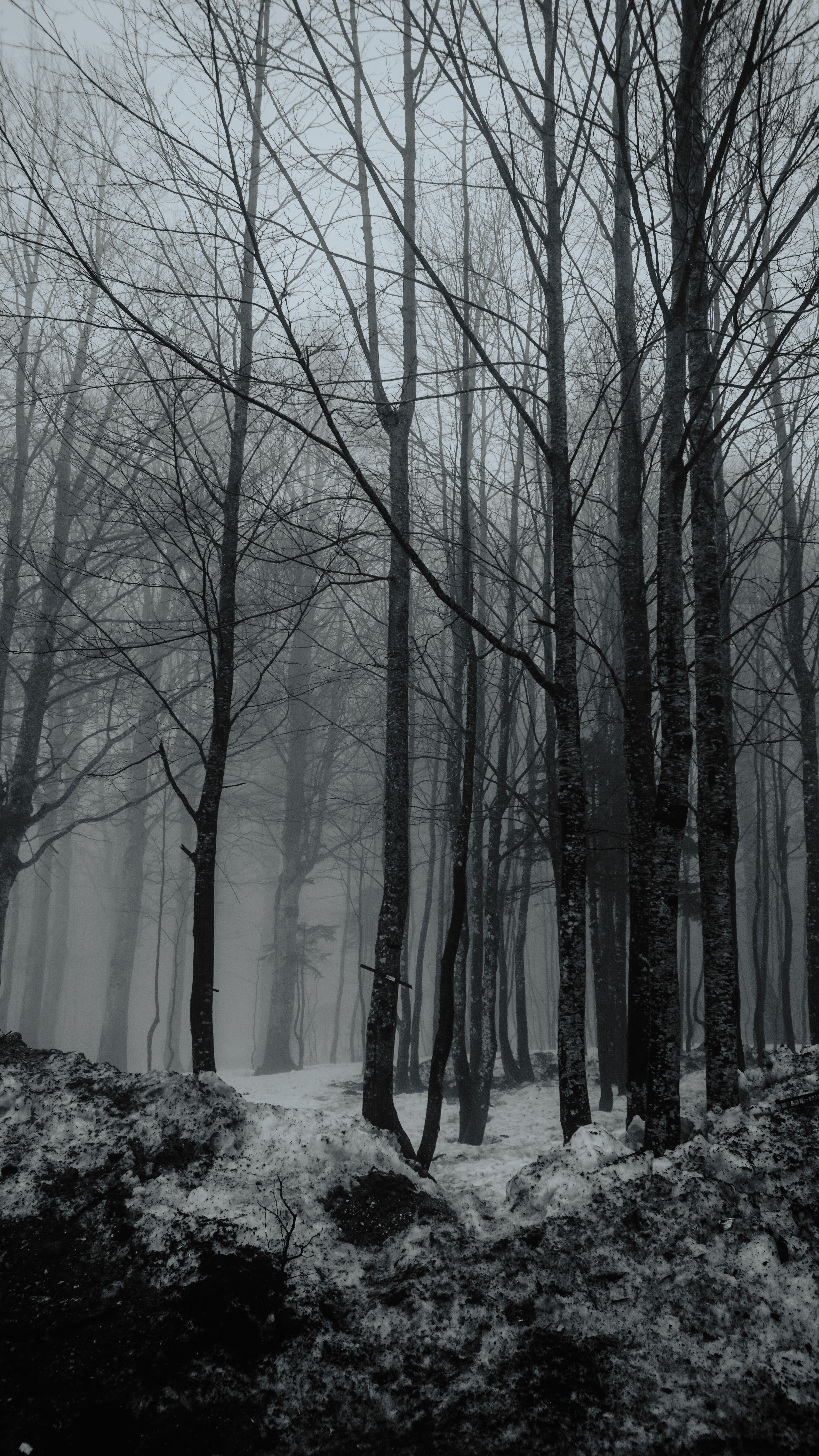 Misty Winter Forest with Bare Trees · Free Stock Photo