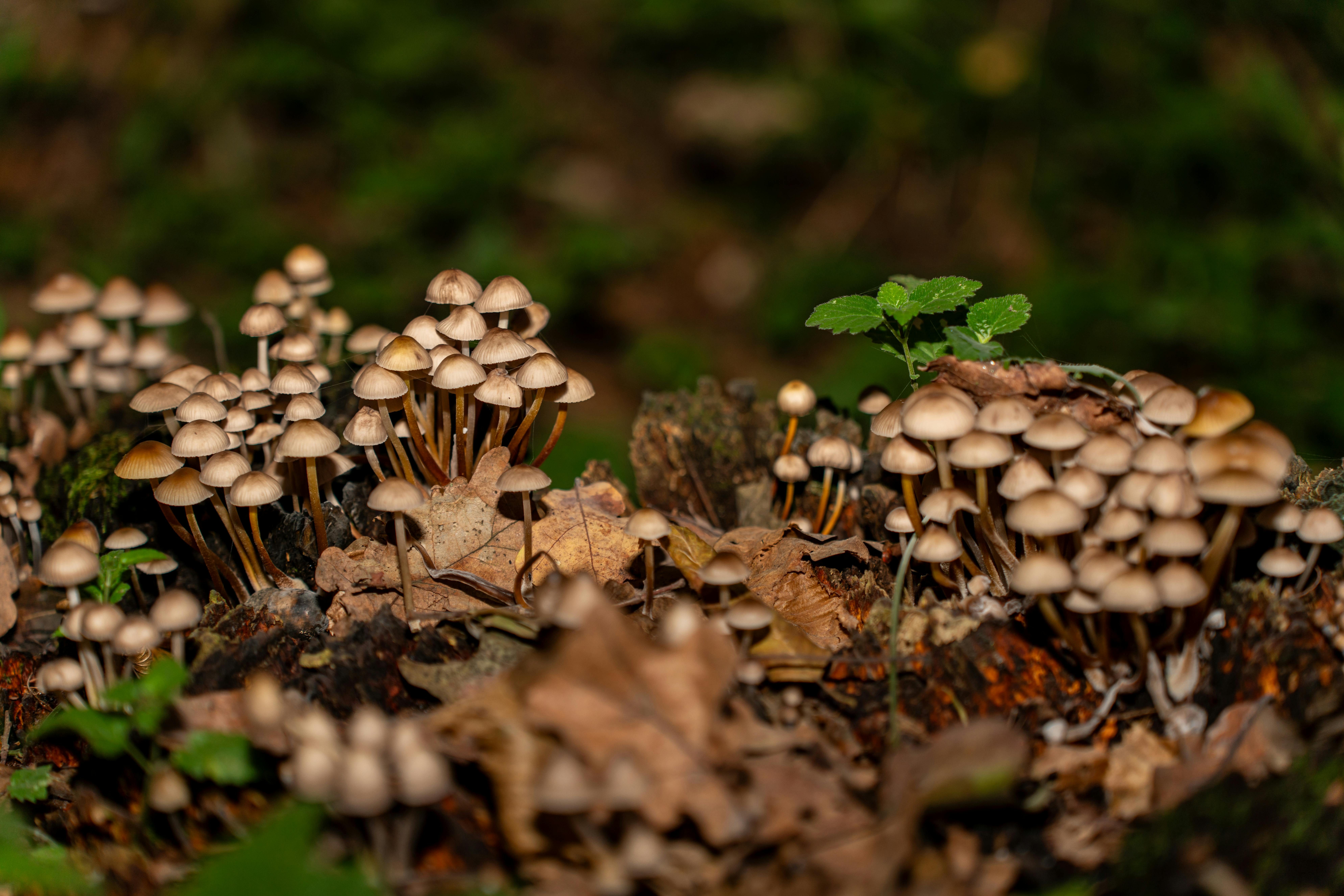 Guild Halsfri Photos, Download The BEST Free Guild Halsfri Stock Photos ...