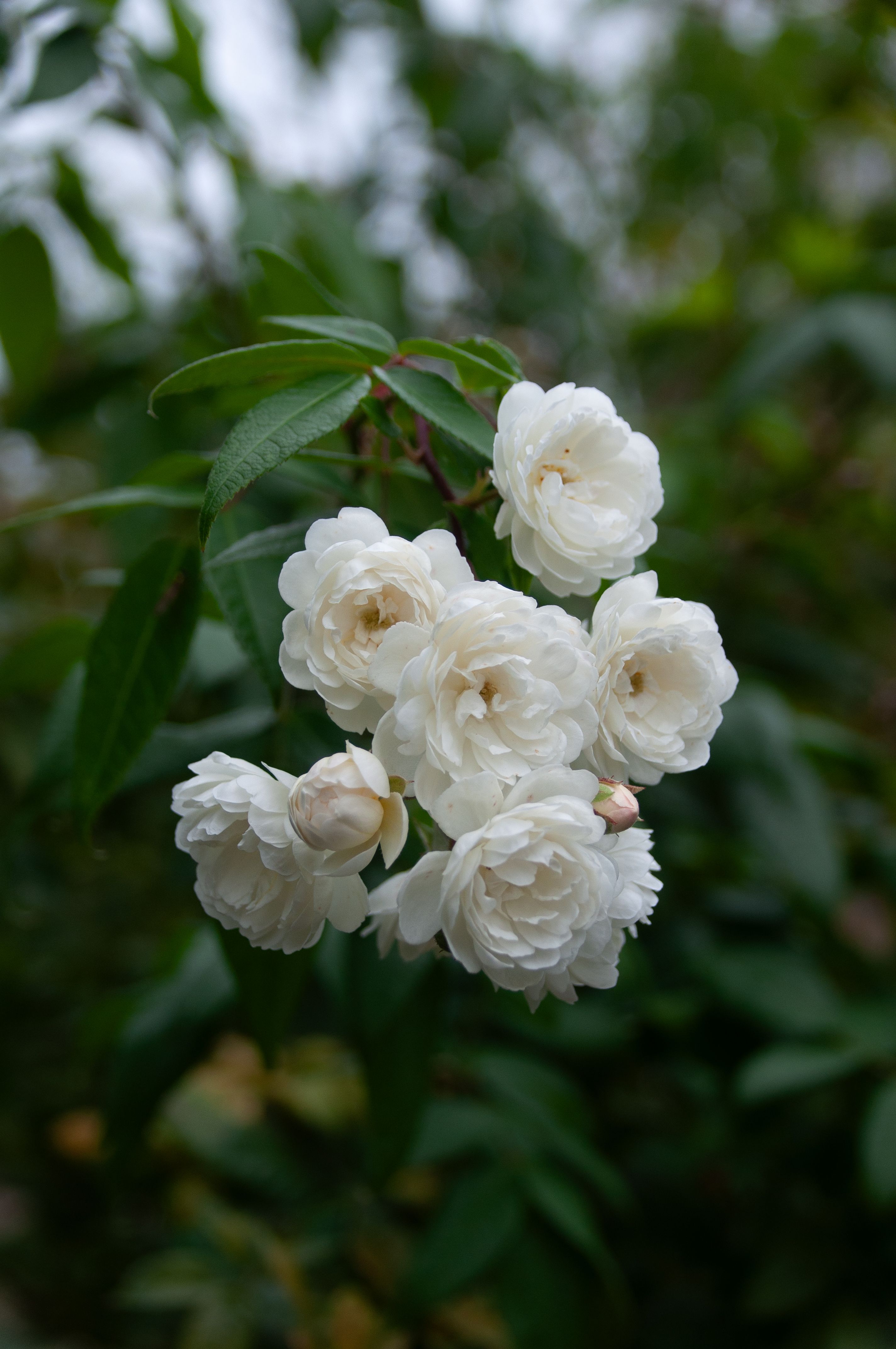 Close-up of White Roses in Bloom · Free Stock Photo