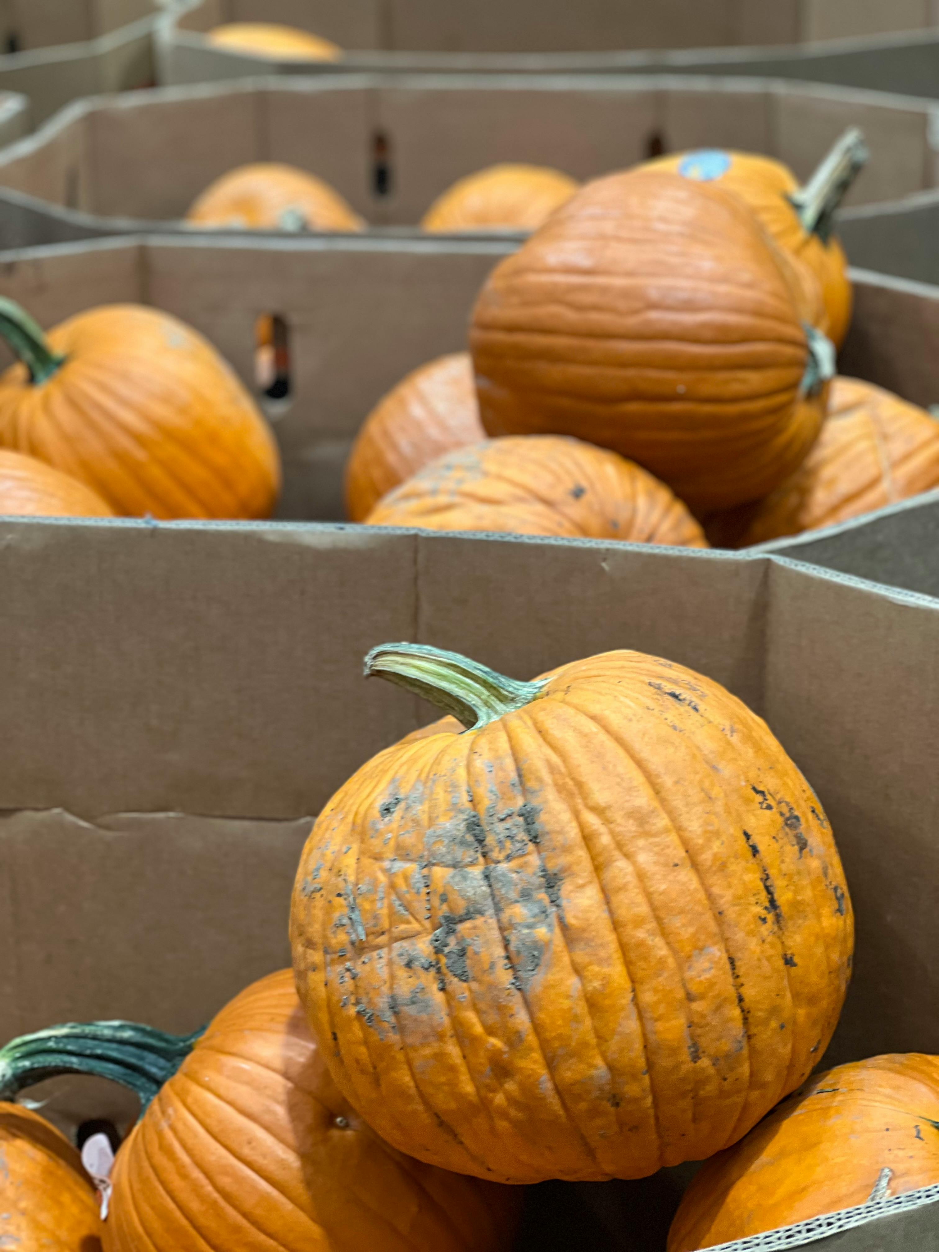 Fresh Harvested Pumpkins in Cardboard Boxes · Free Stock Photo