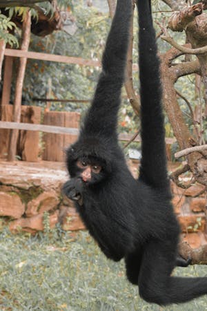 Spider Monkey Photos, Download The BEST Free Spider Monkey Stock Photos ...