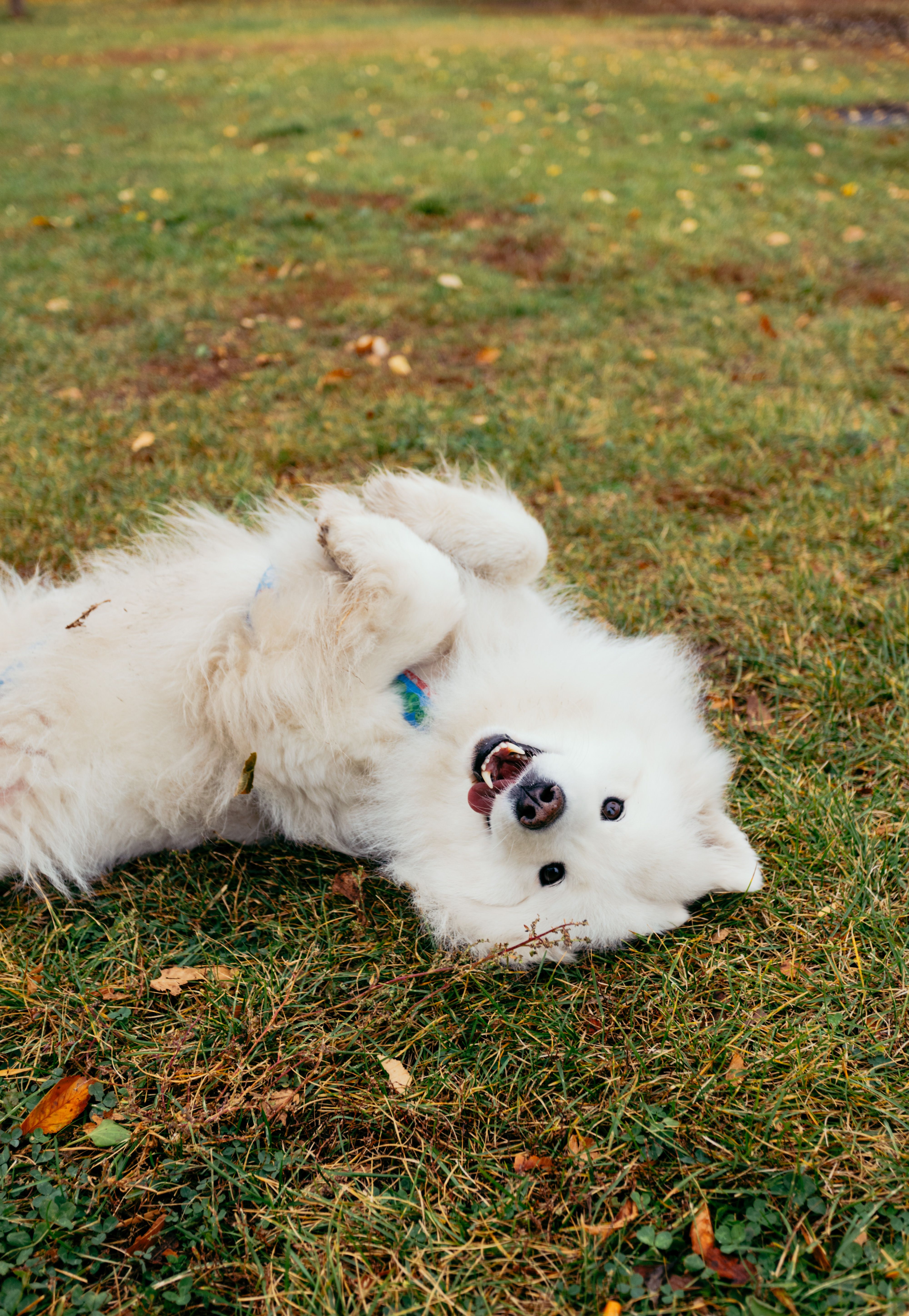 Playful Samoyed Dog on Grass Field · Free Stock Photo
