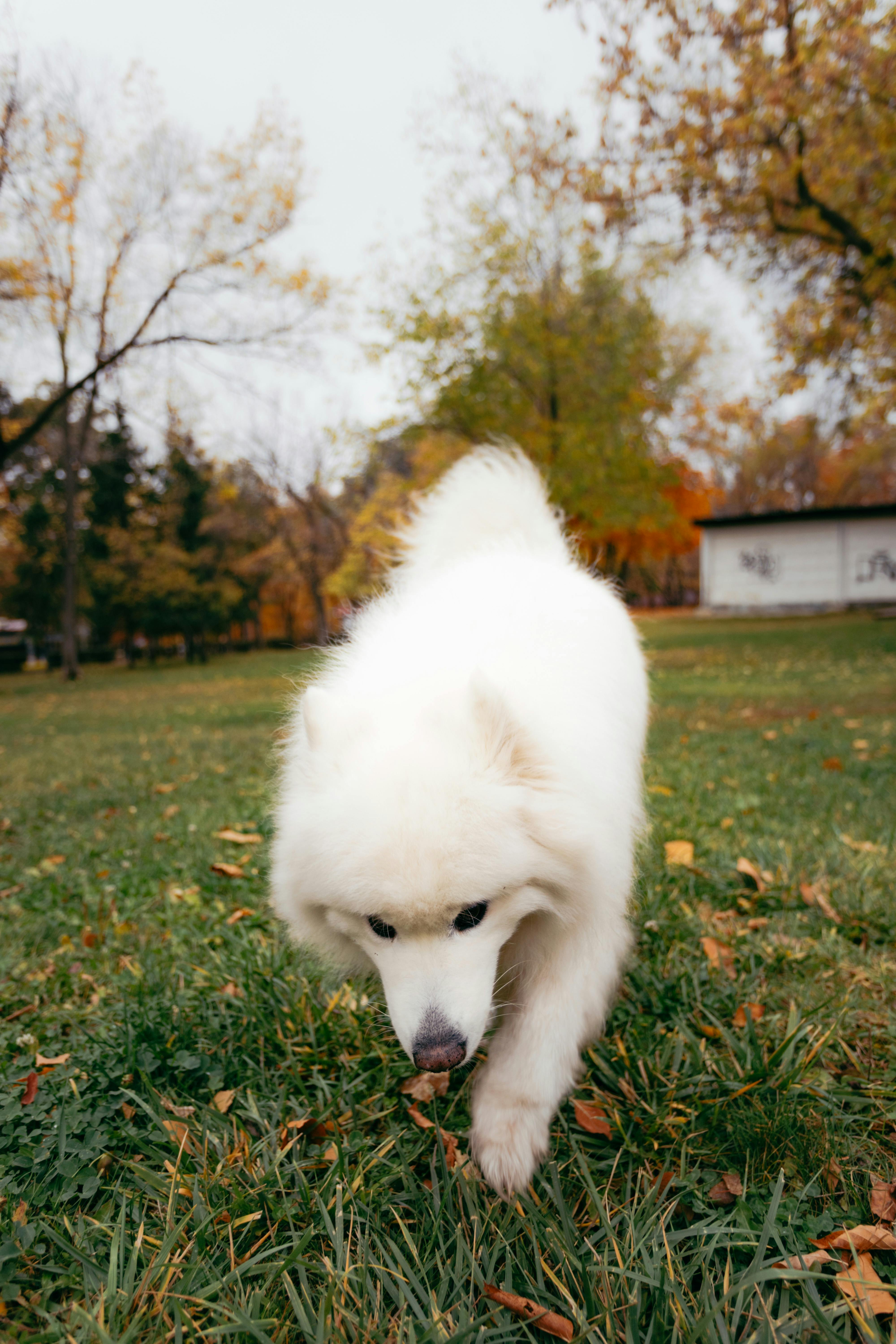 Samoyed Dog Walking on Autumn Grass · Free Stock Photo