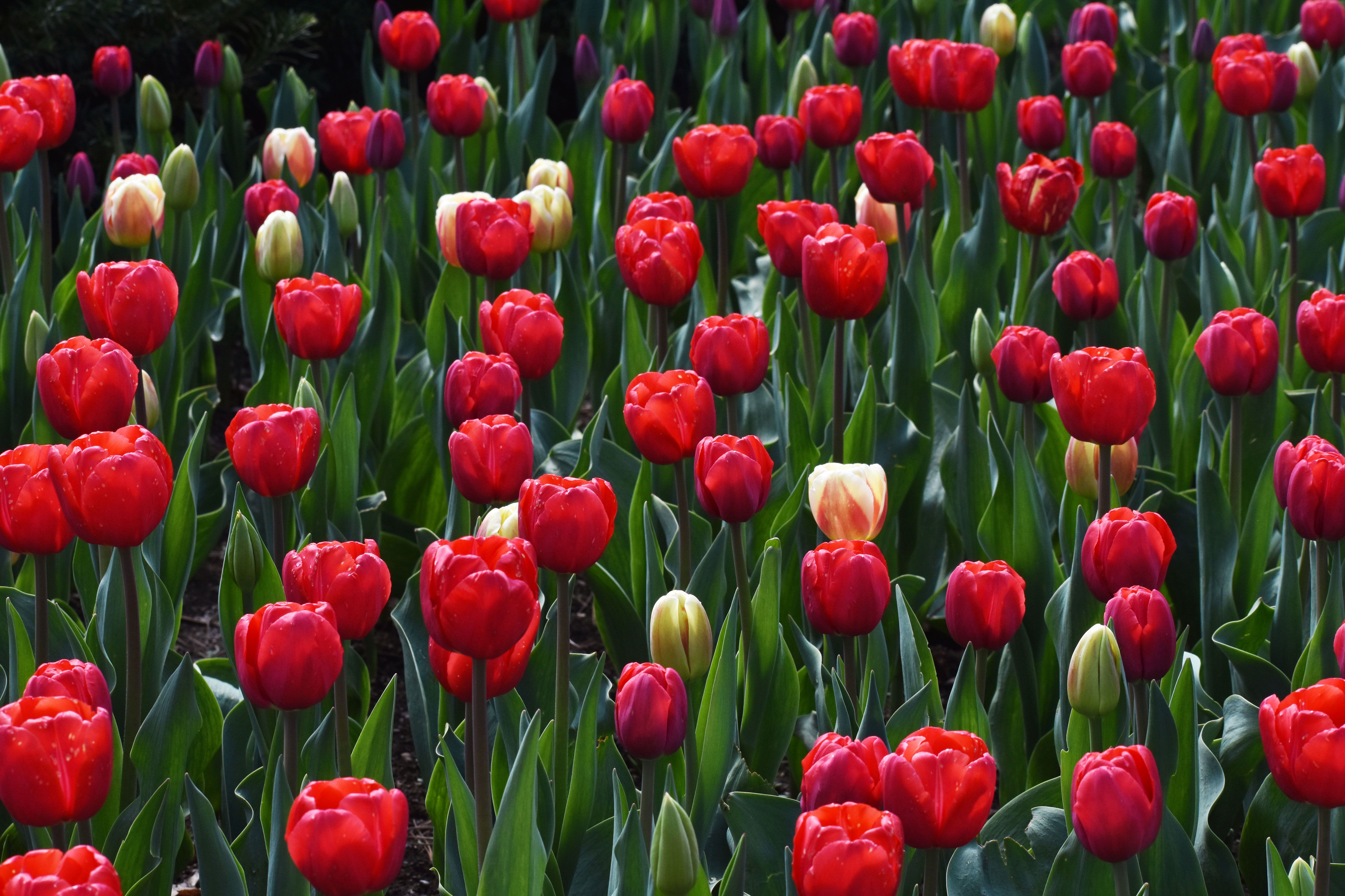 Vibrant Red Tulips in a Lush Garden Scene · Free Stock Photo