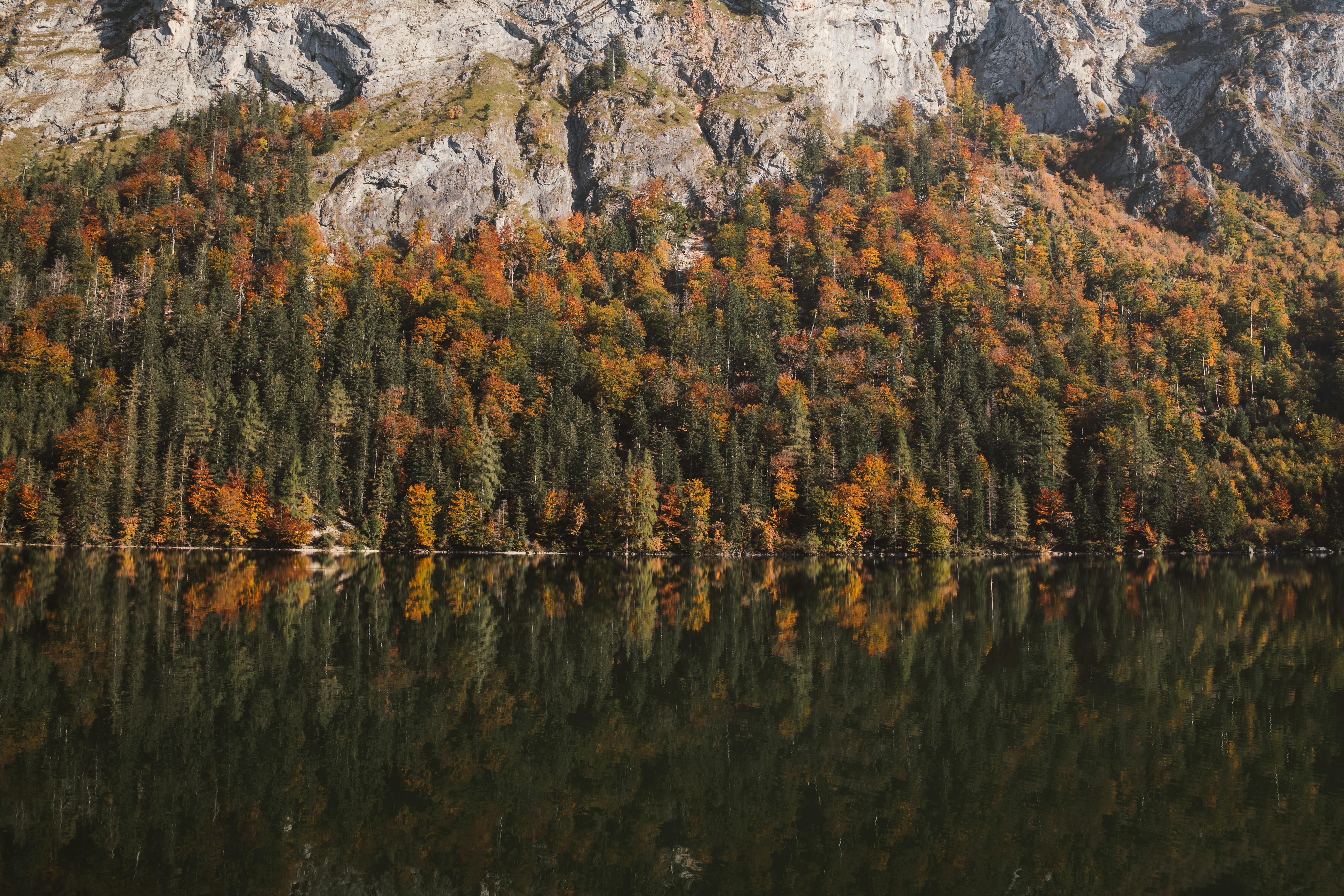 Reflective Autumn Forest by Austrian Lake · Free Stock Photo