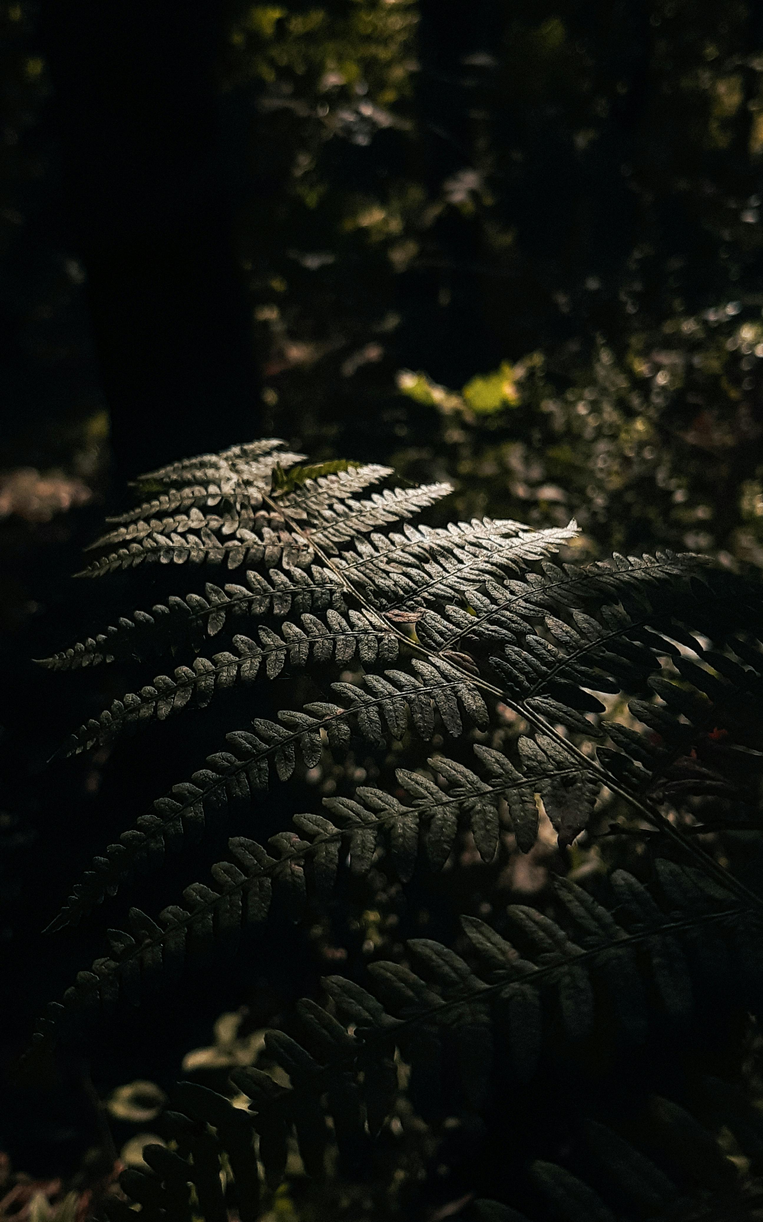 Dramatic Close-Up of Fern in Shadows · Free Stock Photo