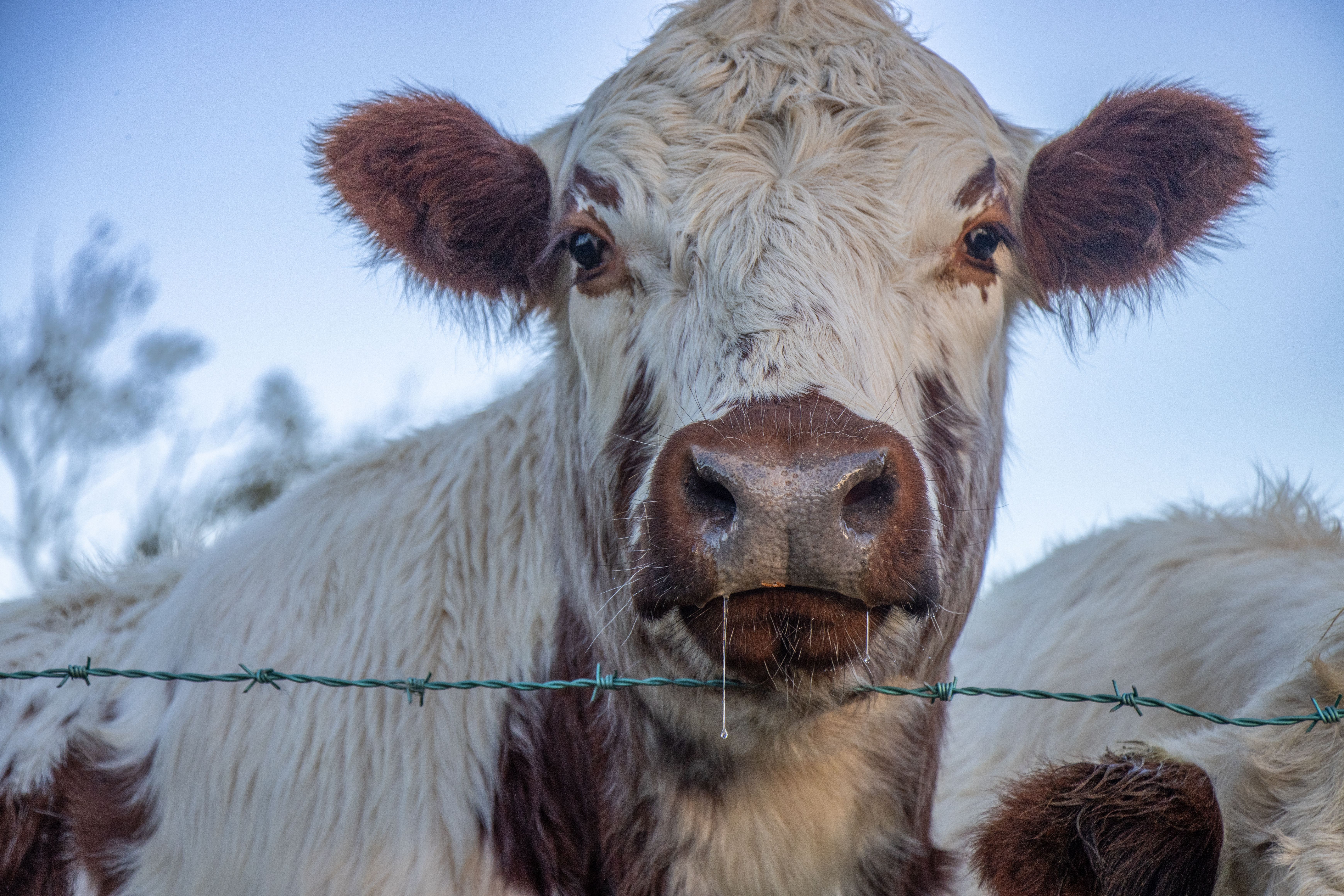 Close-up Portrait of White Cow Behind Fence · Free Stock Photo