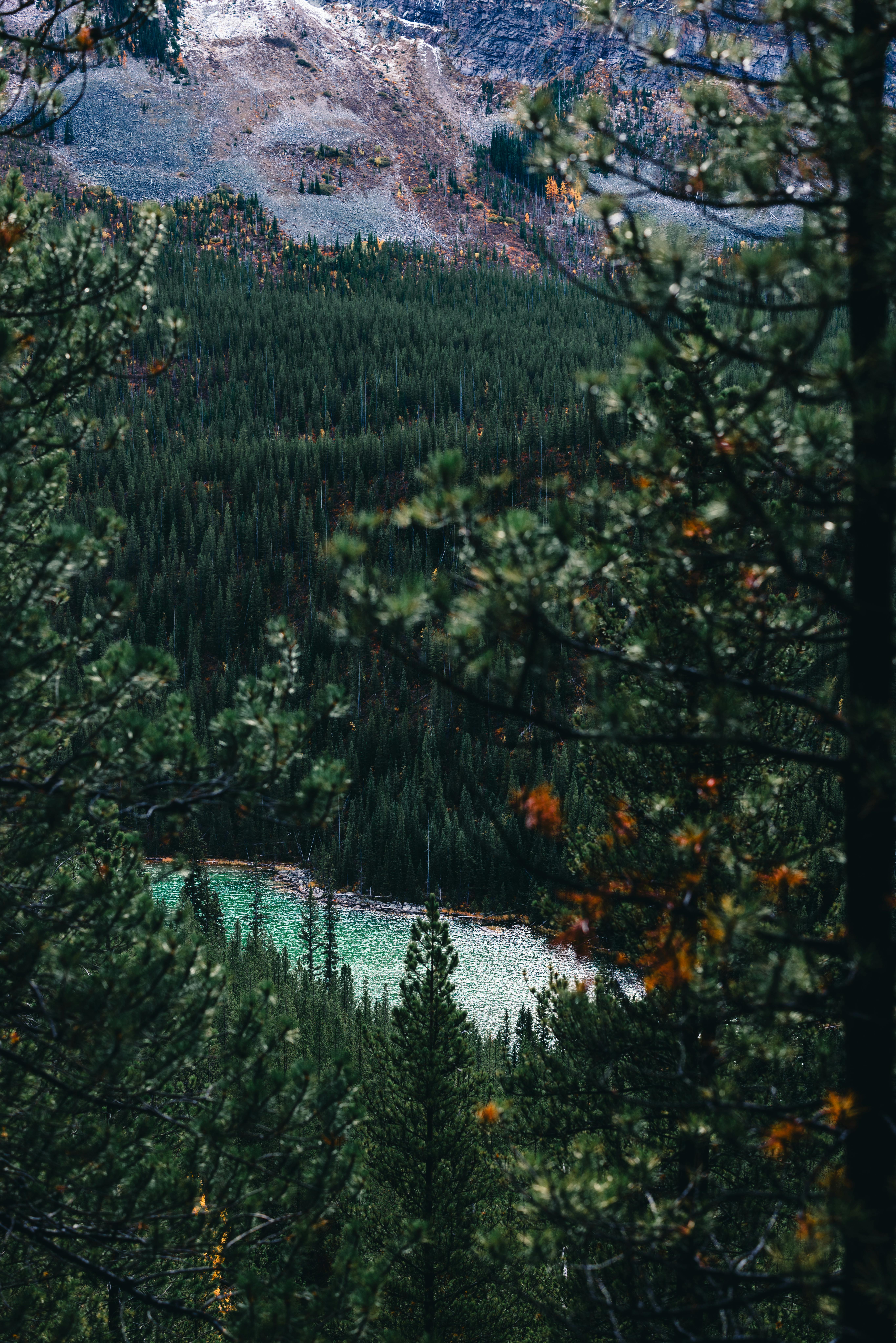 Scenic Forest View with Mountain Backdrop · Free Stock Photo