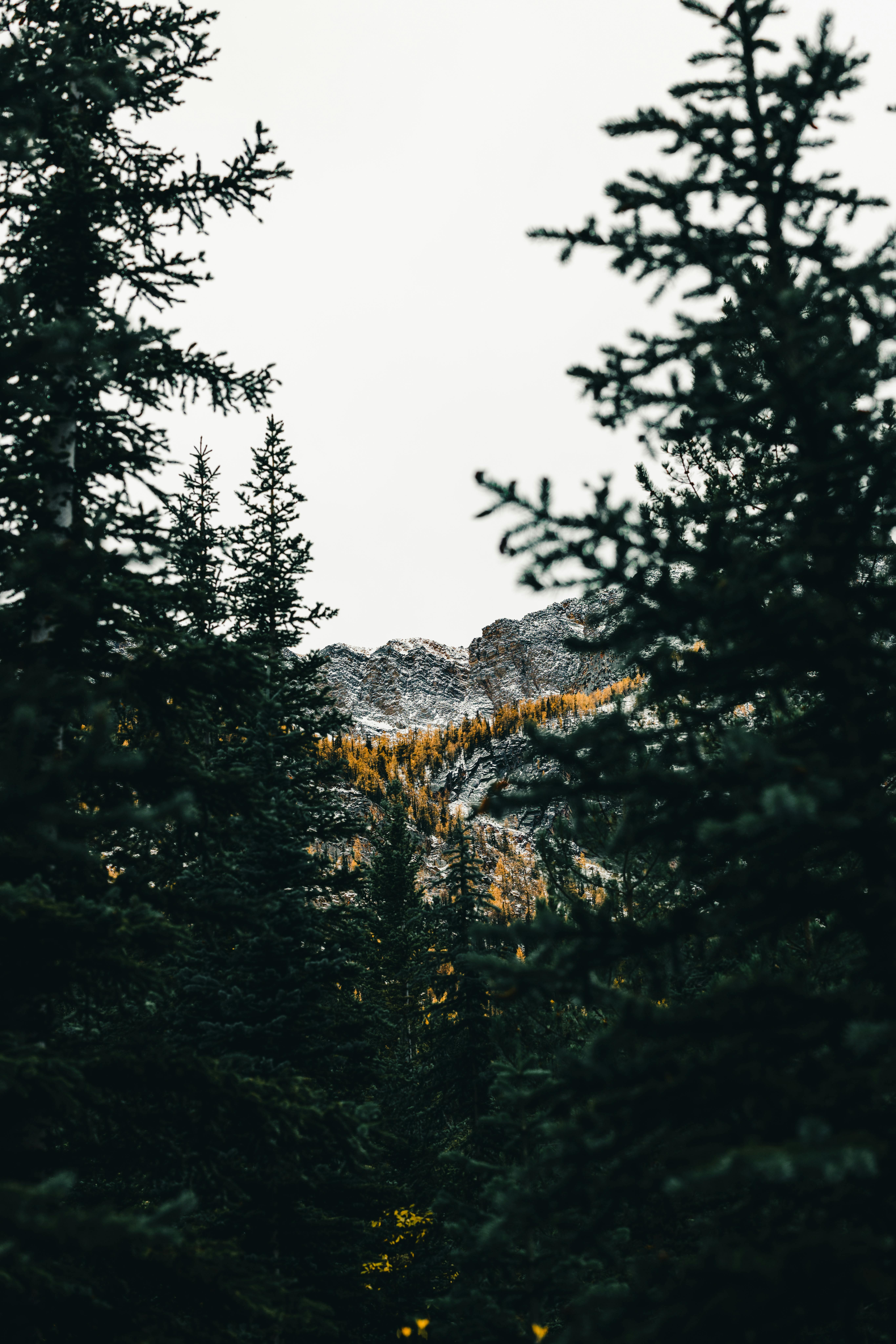 Scenic Mountain View Through Dense Forest Trees · Free Stock Photo