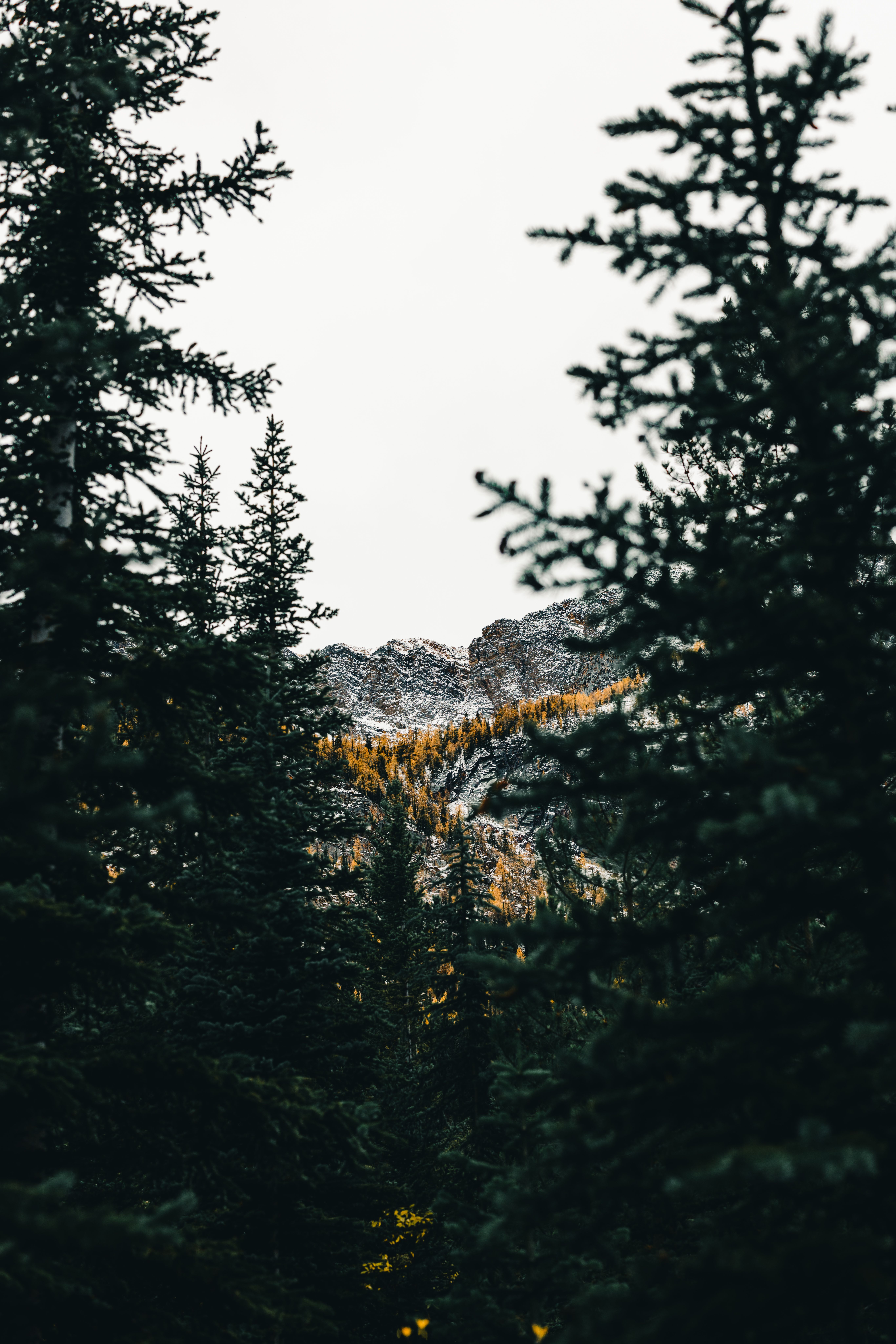 Scenic Mountain View Through Dense Forest Trees · Free Stock Photo